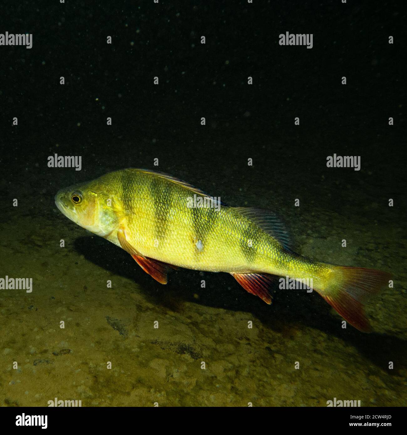 A closeup picture of a perch in an old abandoned quarry. Picture from ...