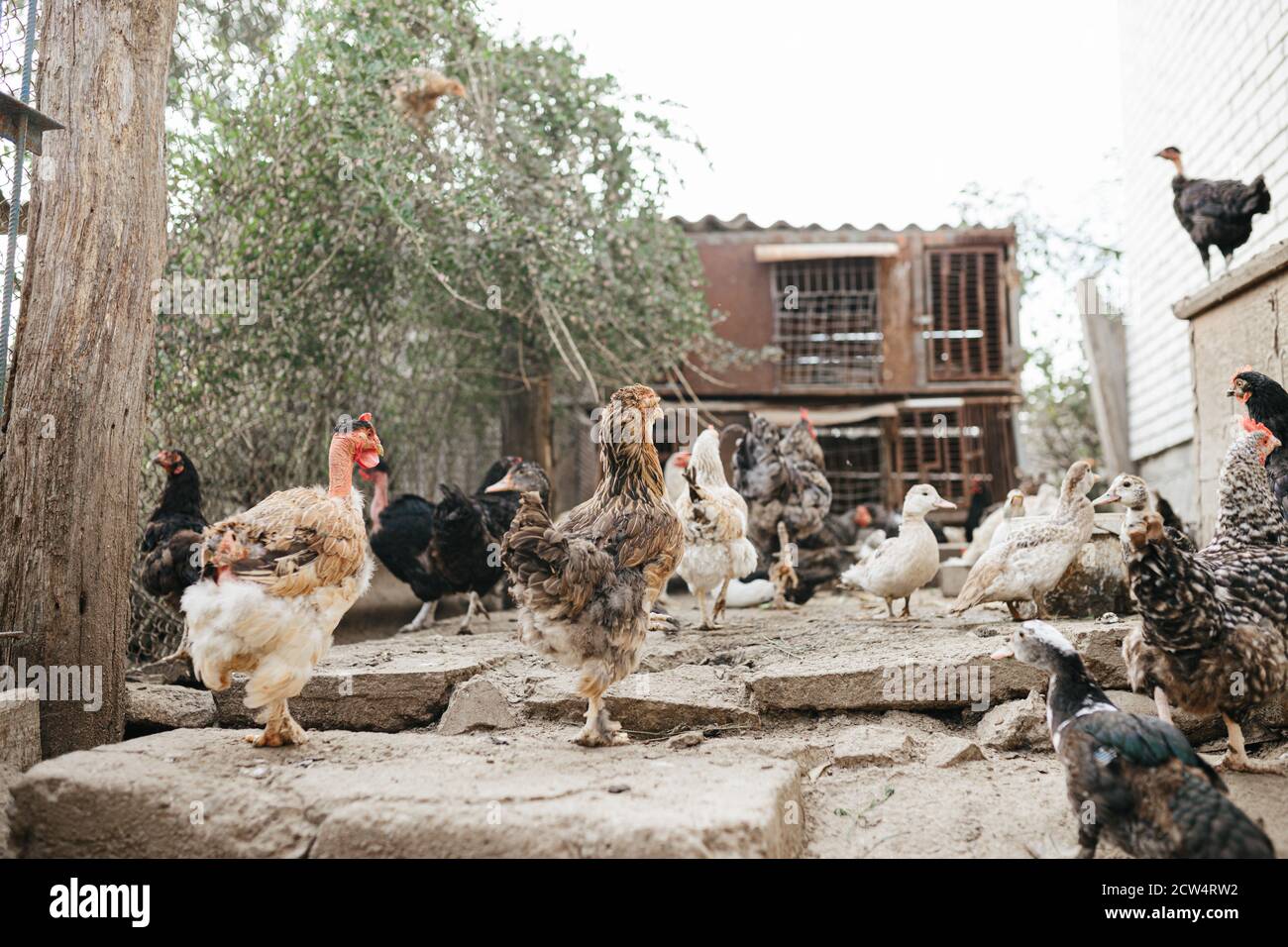 Breakfast time for the animals at the farm. Agritourism Stock Photo - Alamy
