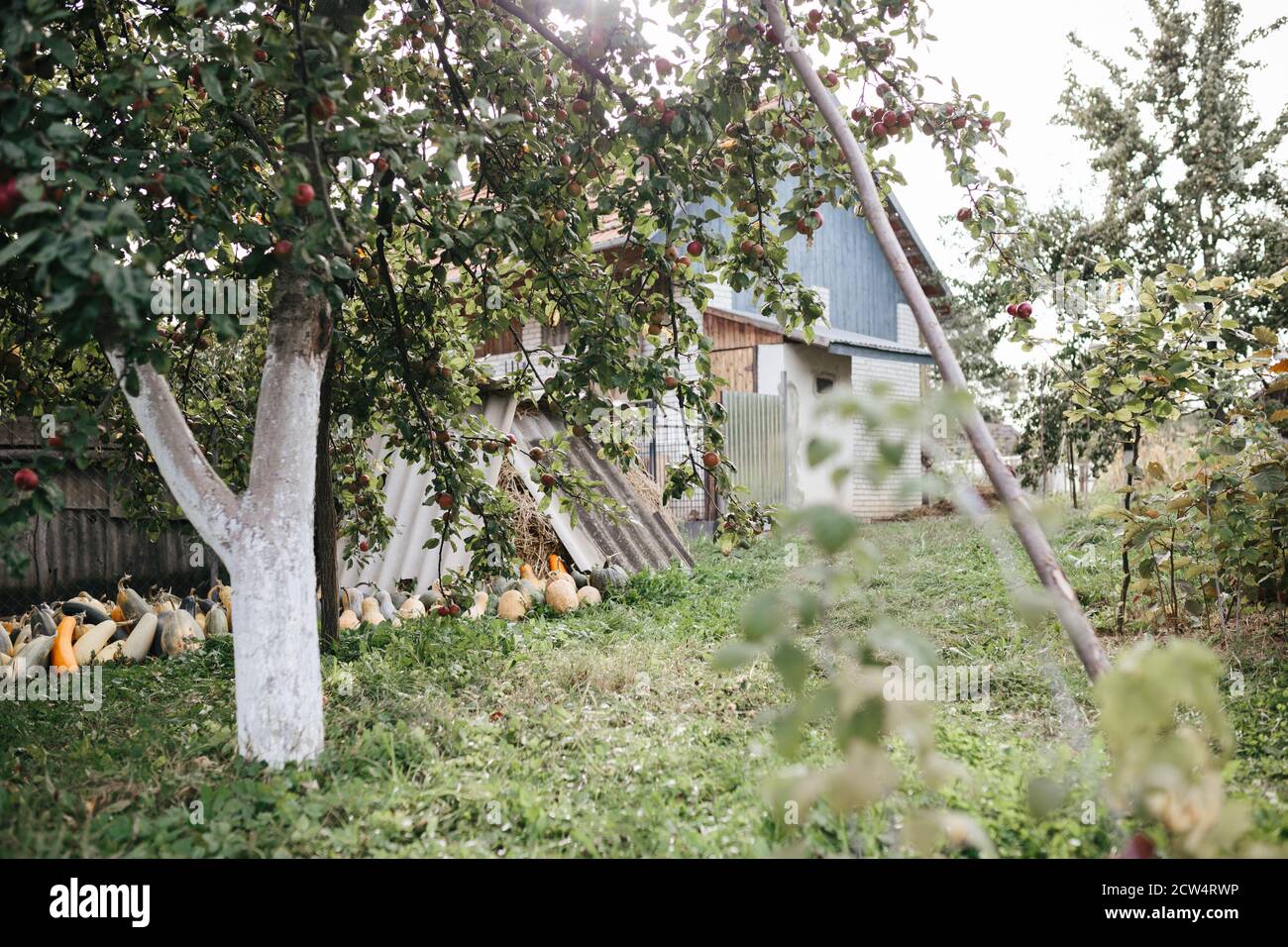 Small wooden barn in countryside. Apple trees garden. Typical Ukraine ...