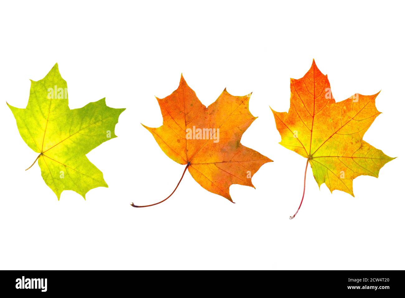 three natural maple leaves isolated on white background Stock Photo - Alamy