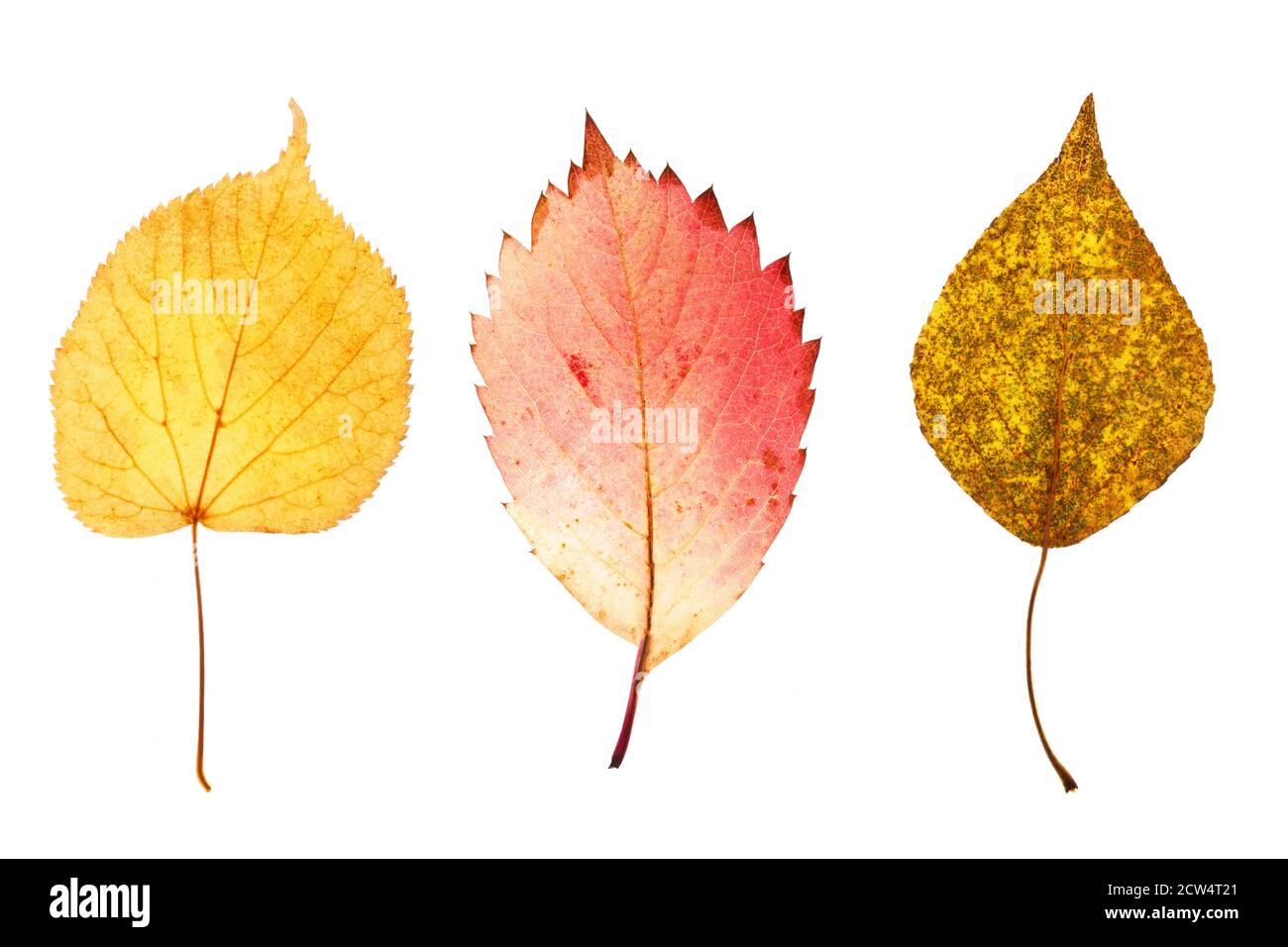 three natural maple leaves isolated on white background Stock Photo - Alamy