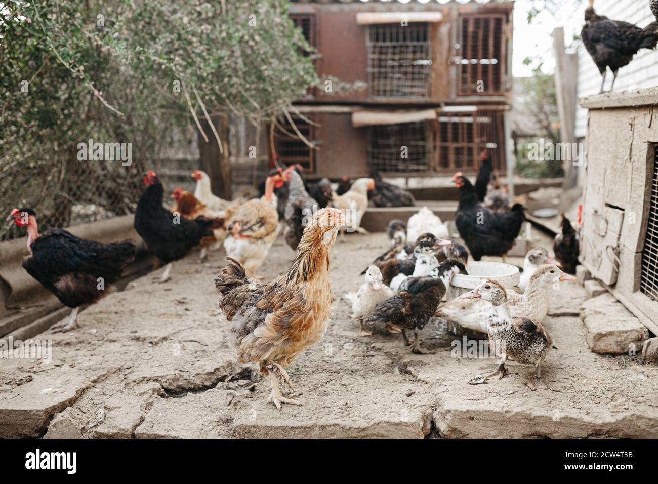Breakfast time for the animals at the farm. Agritourism Stock Photo - Alamy