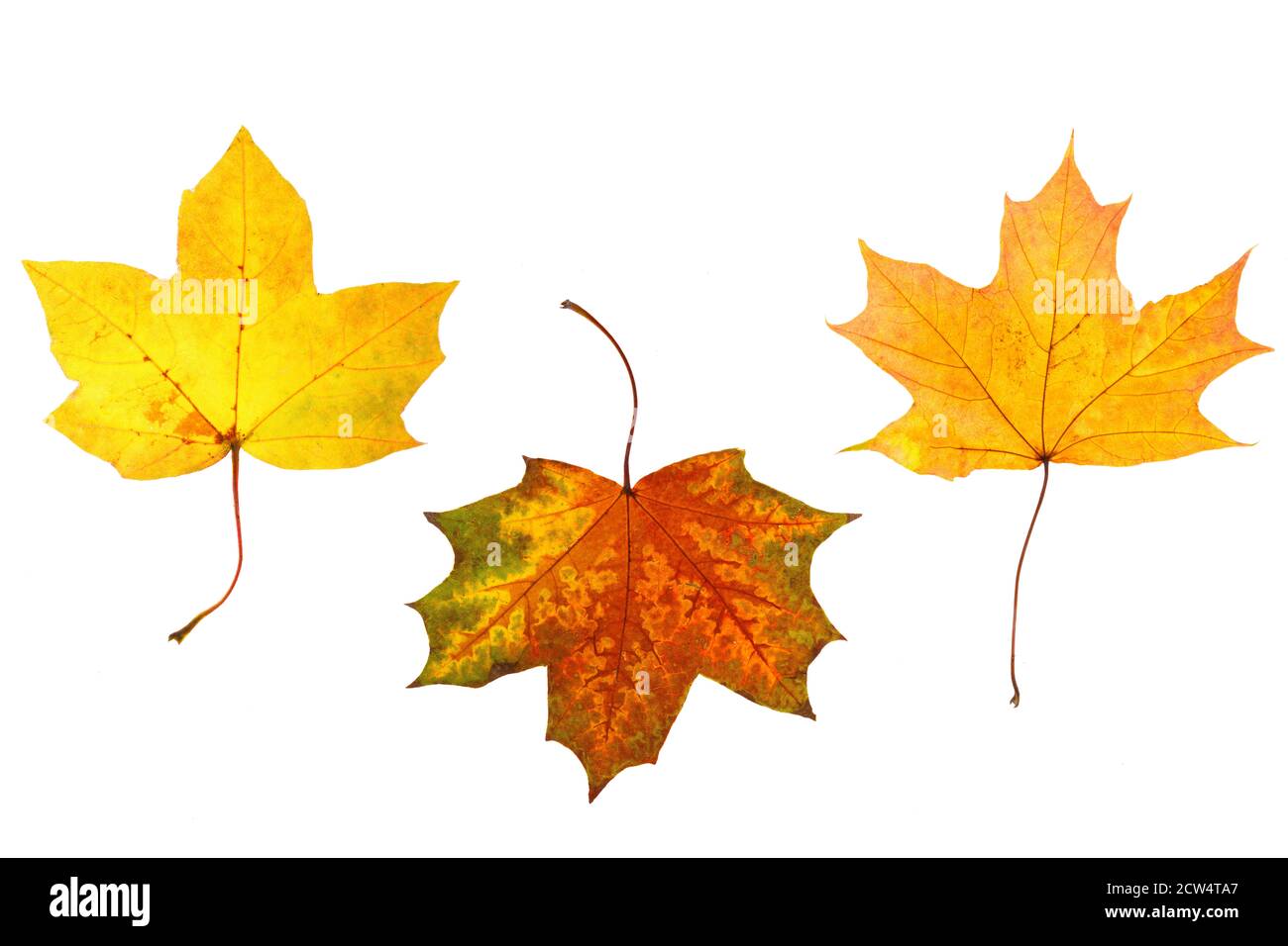 three natural maple leaves isolated on white background Stock Photo - Alamy
