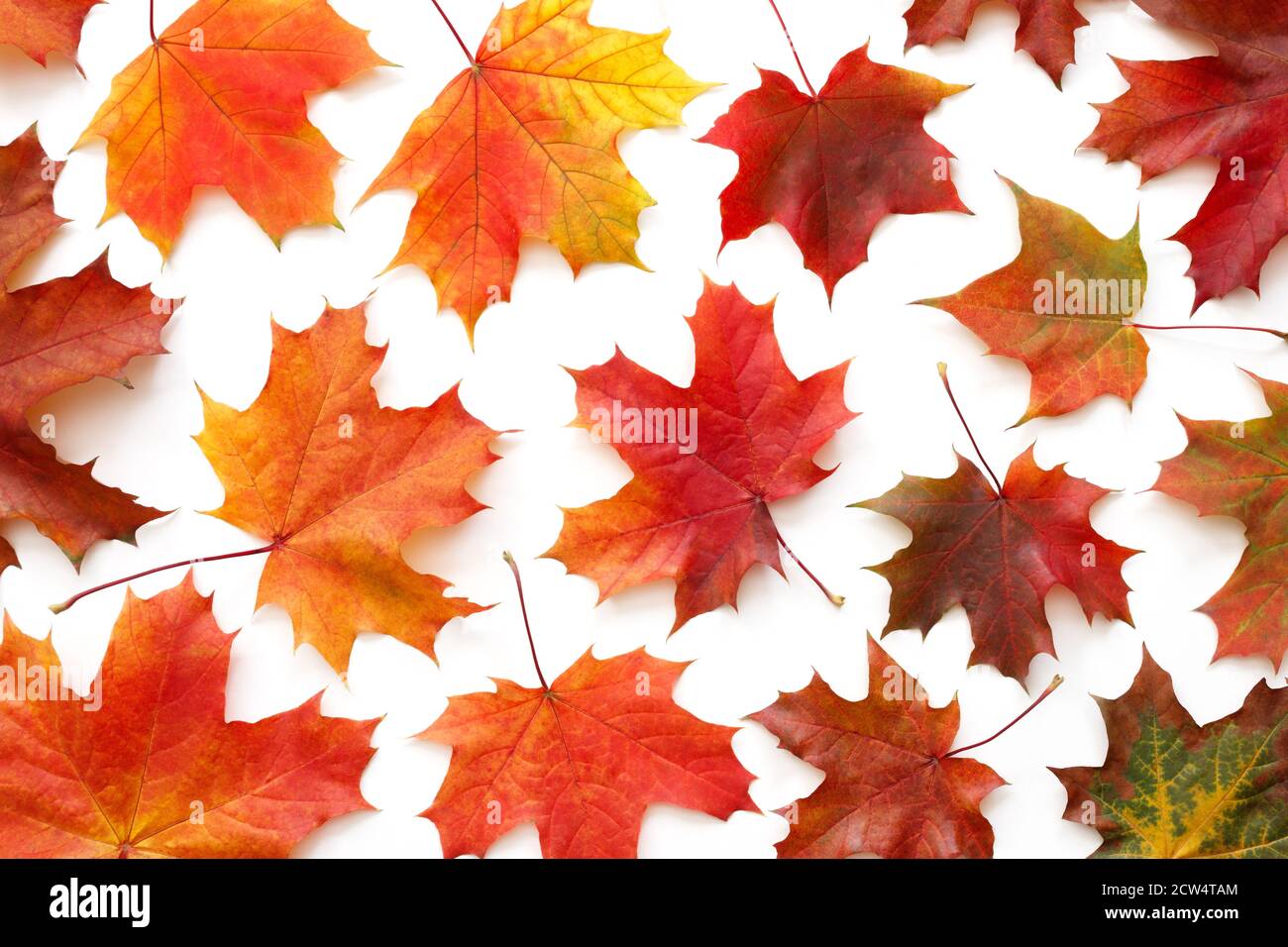Autumn orange leaves falling down Isolated on white background Stock ...