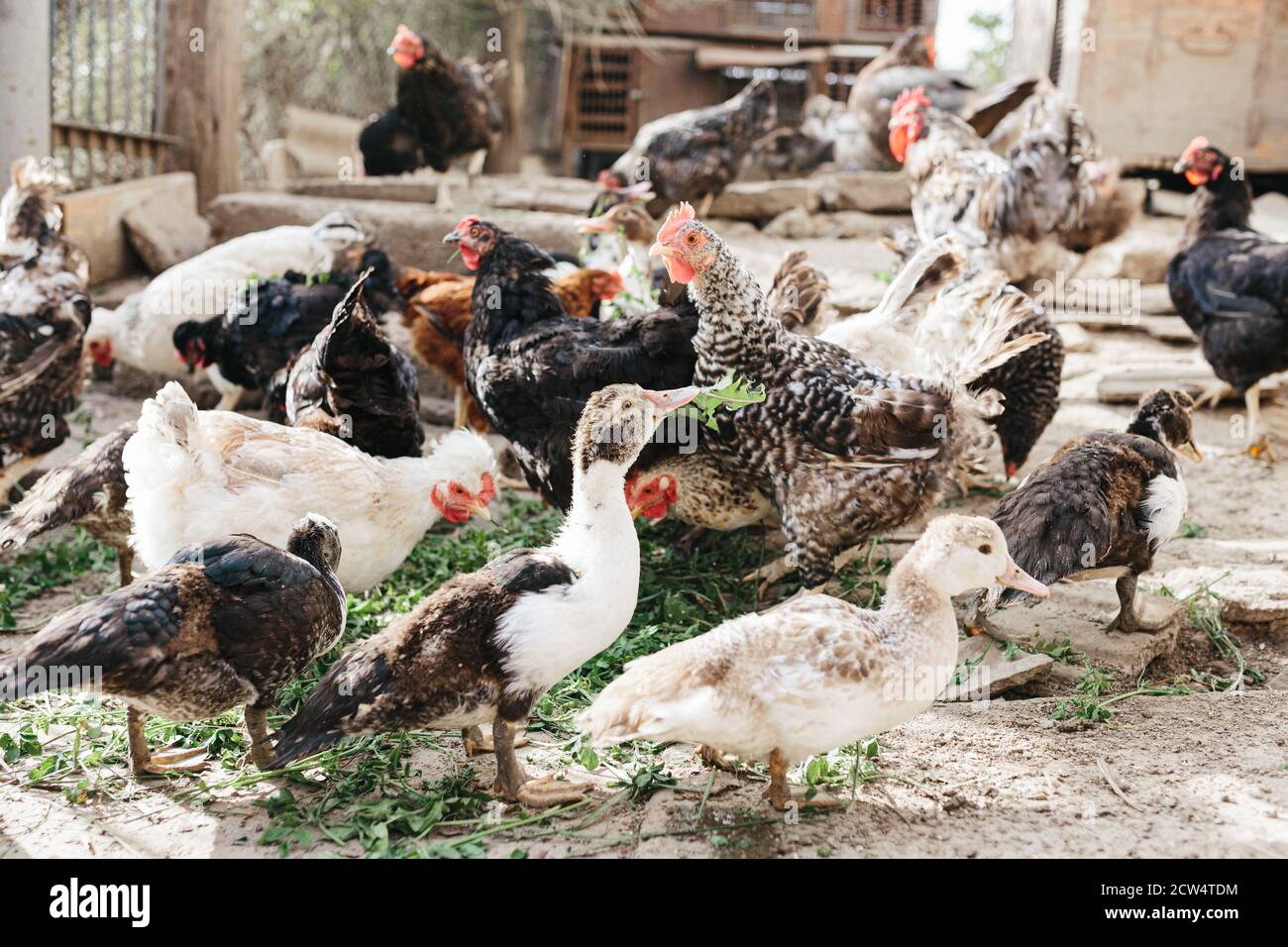 Breakfast time for the animals at the farm. Agritourism Stock Photo - Alamy