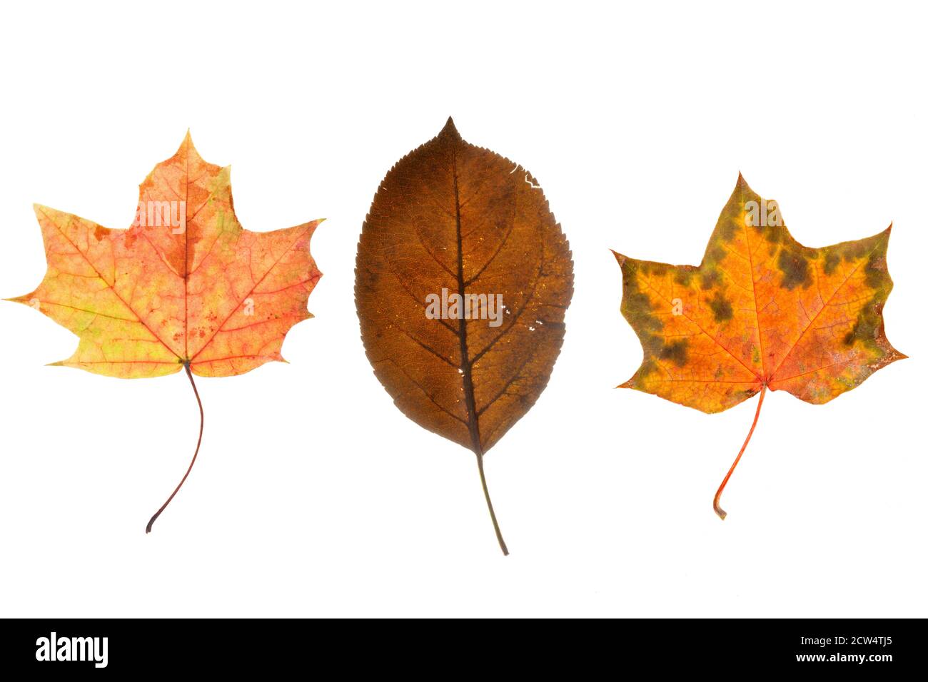 three natural maple leaves isolated on white background Stock Photo - Alamy