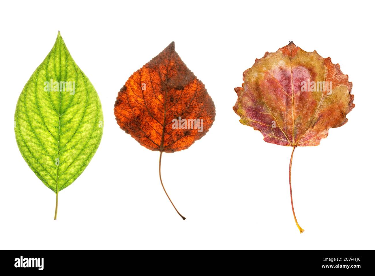 three natural maple leaves isolated on white background Stock Photo - Alamy