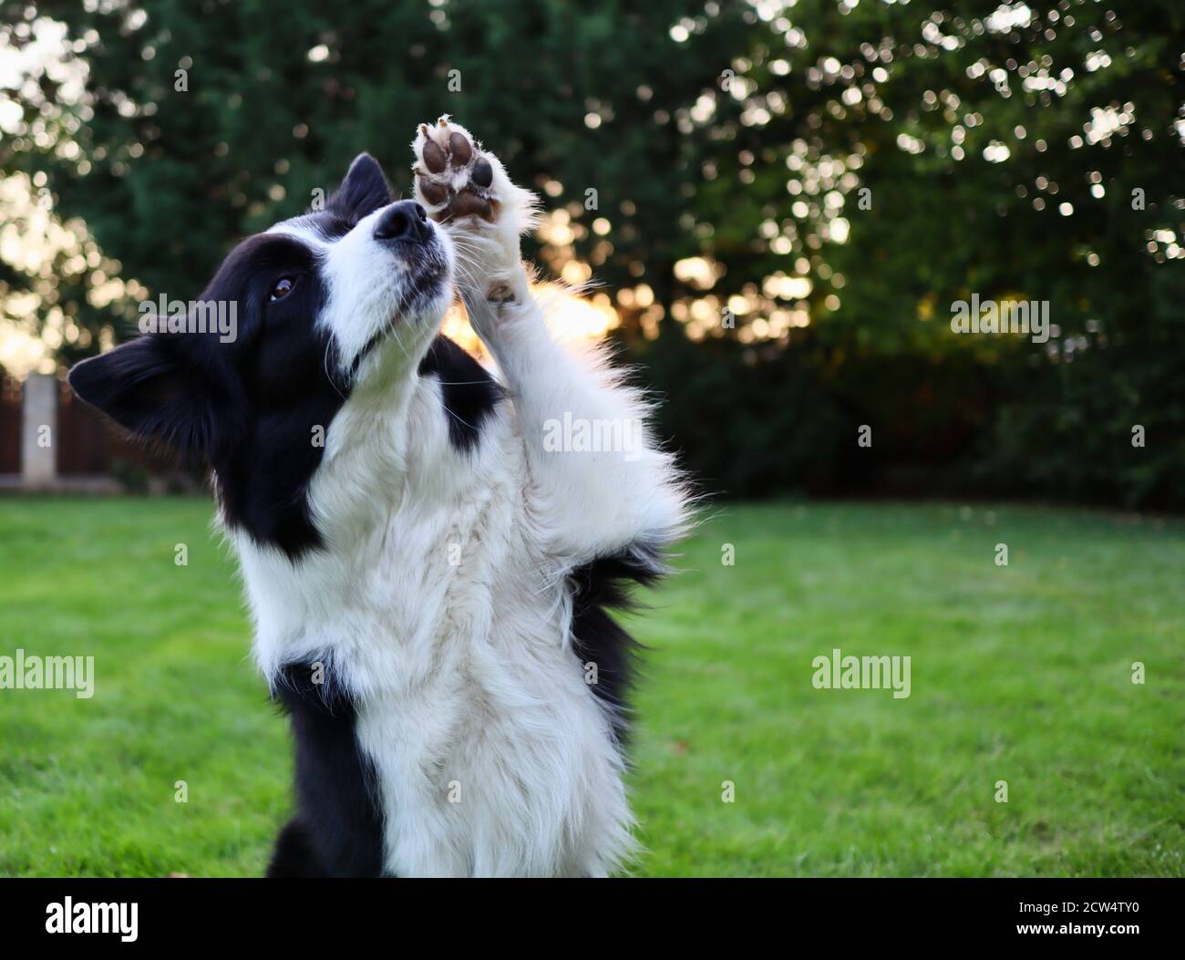 Portrait of Adorable Border Collie with Paw Up in the Garden. Close-up ...