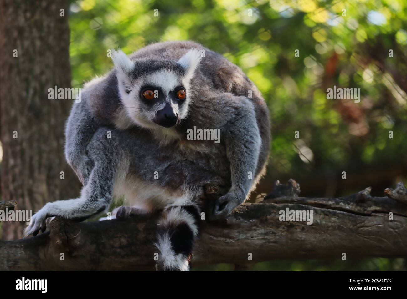 Lemur Meme Relax