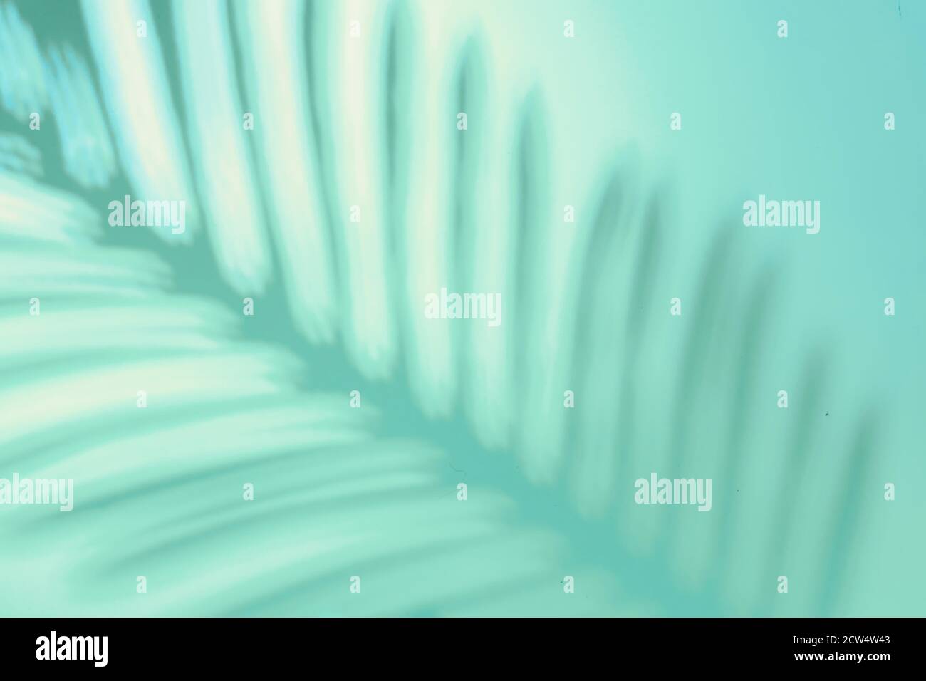 Abstract background of shadows palm leaves on pastel blue backdrop in ...