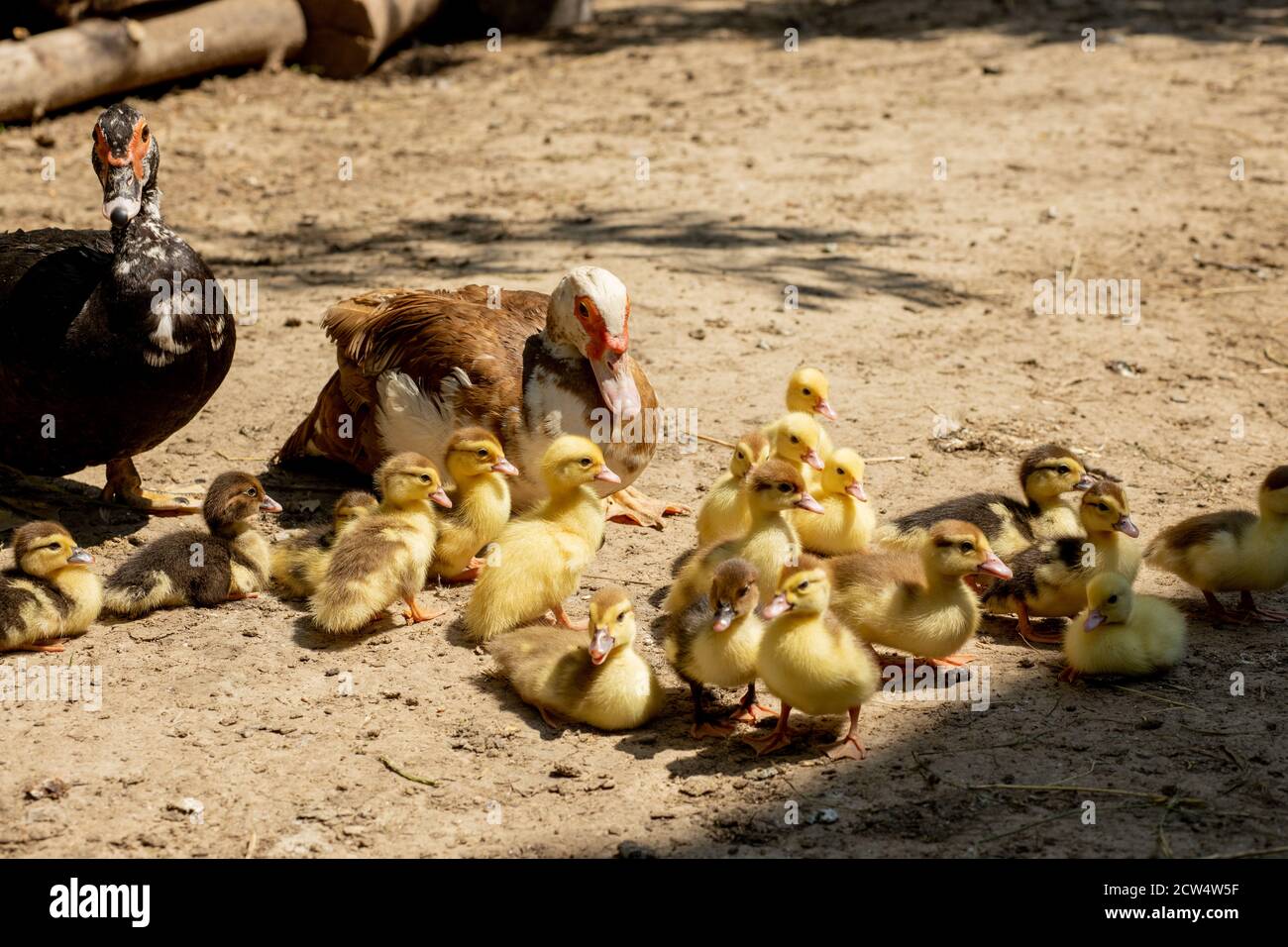 Mother duck with her ducklings. There are many ducklings following the ...