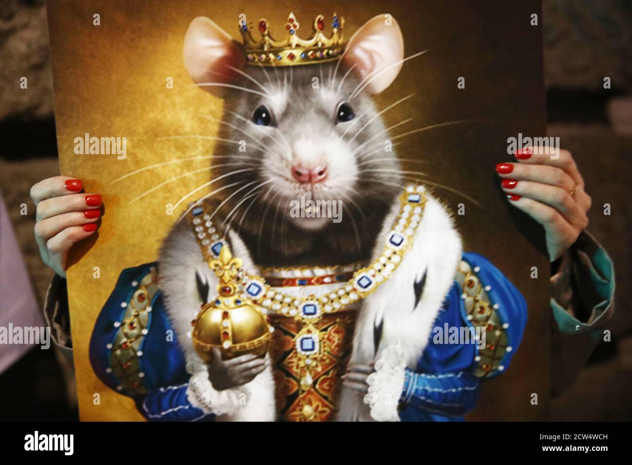 A Rat King High Resolution Stock Photography and Images - Alamy