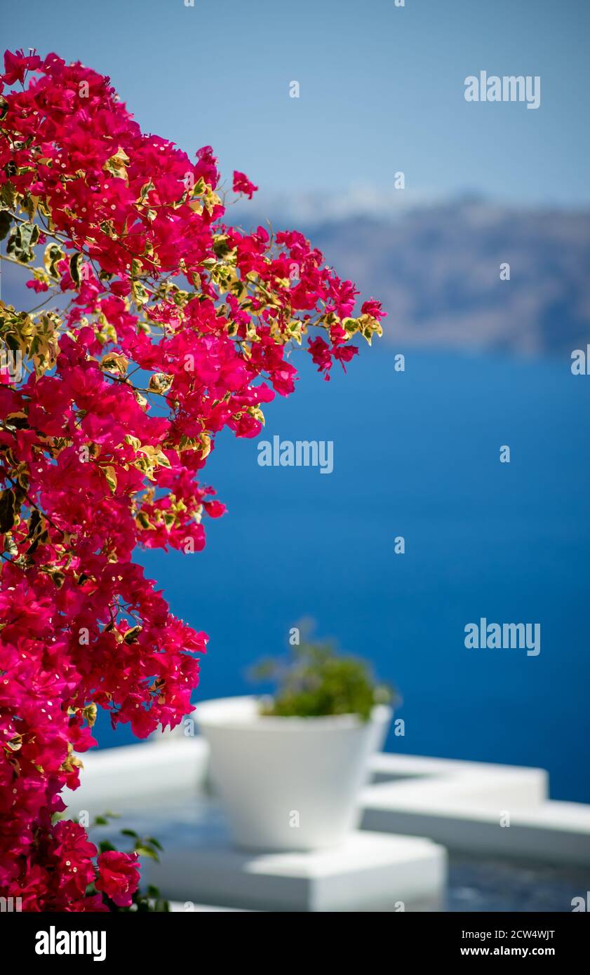 Bougainvillea garden plant in pot hi-res stock photography and images ...