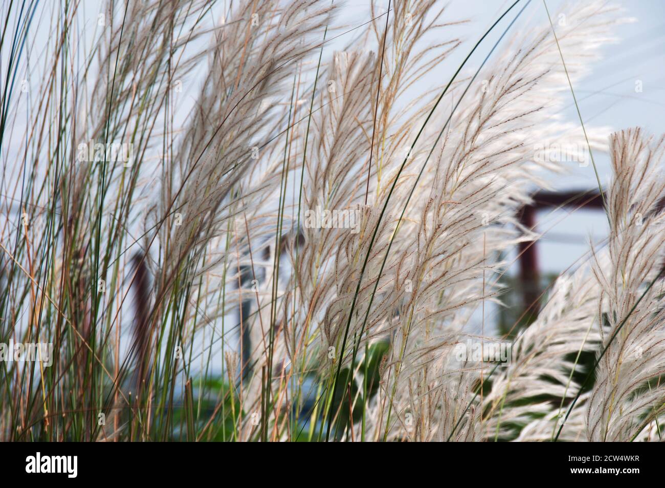 Kashful hi-res stock photography and images - Alamy