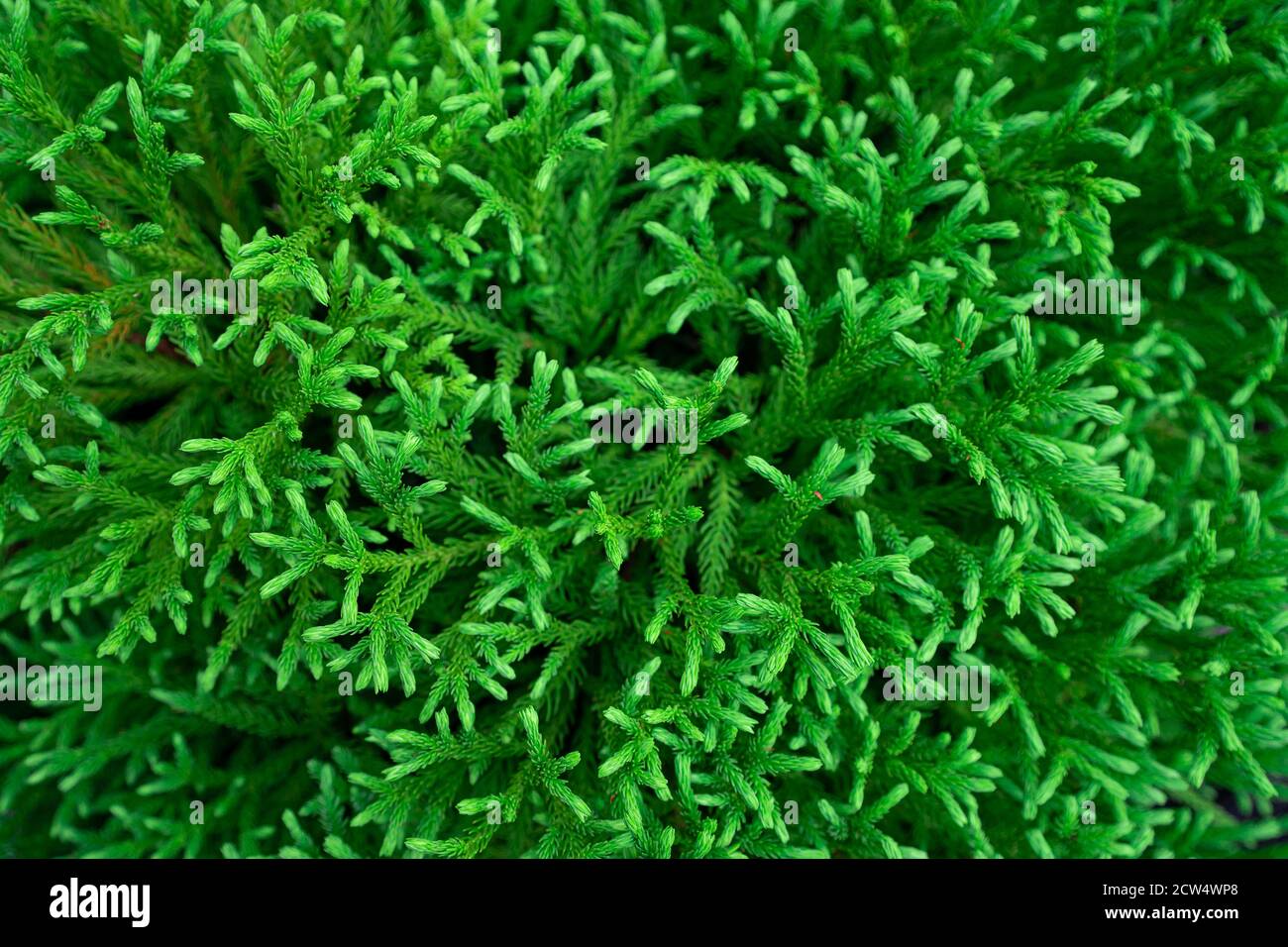 Coniferous tree texture hi-res stock photography and images - Alamy