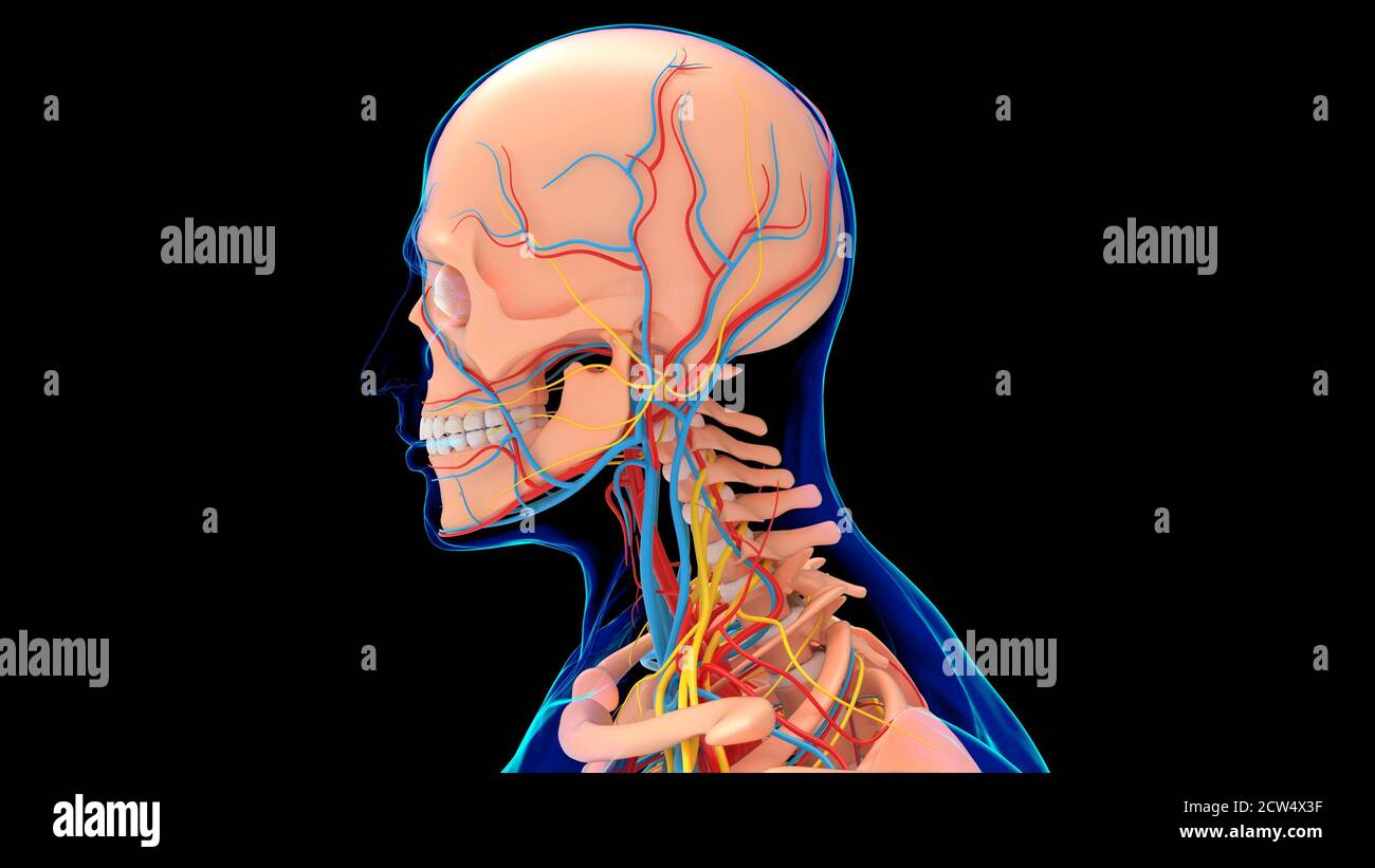 Human Skeleton Anatomy With Circulatory System For medical concept 3D ...