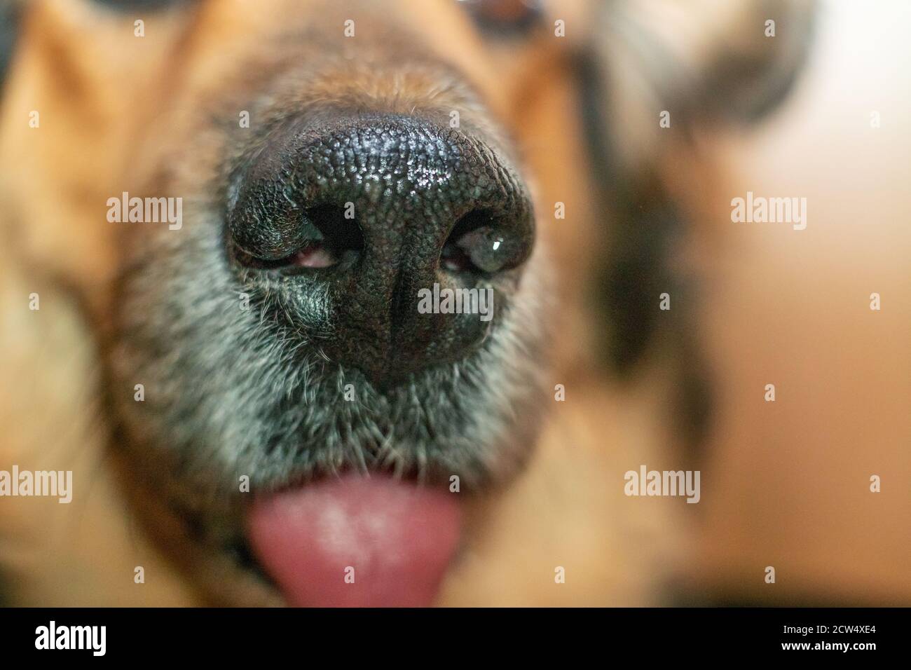German shepherd nose closeup, cute adult pet, best friend for man ...
