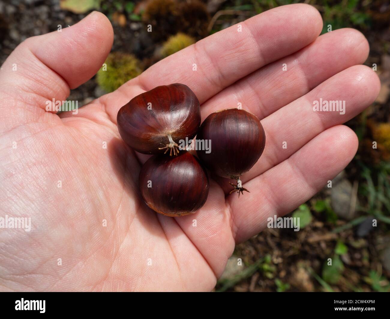 Chestnuts freshly picked from the forest in hand Stock Photo - Alamy