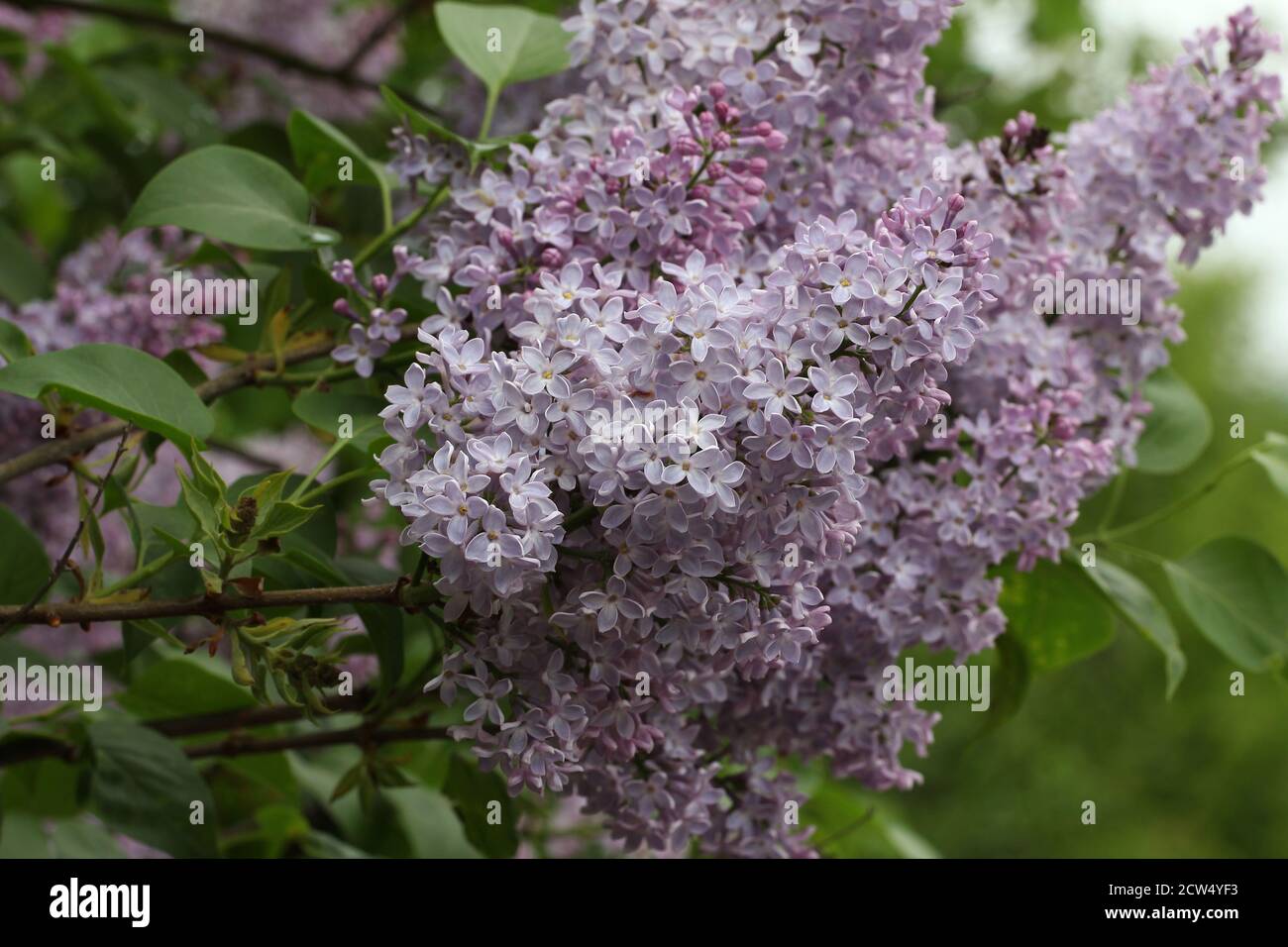 Closeup of lilacs in a field at daytime with a blurry background Stock ...