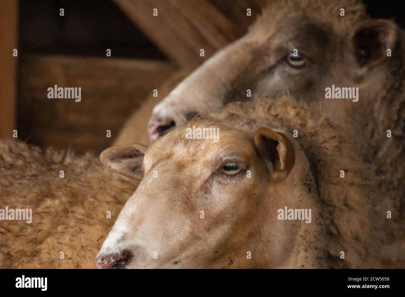 Sheep resting in a barn Stock Photo - Alamy
