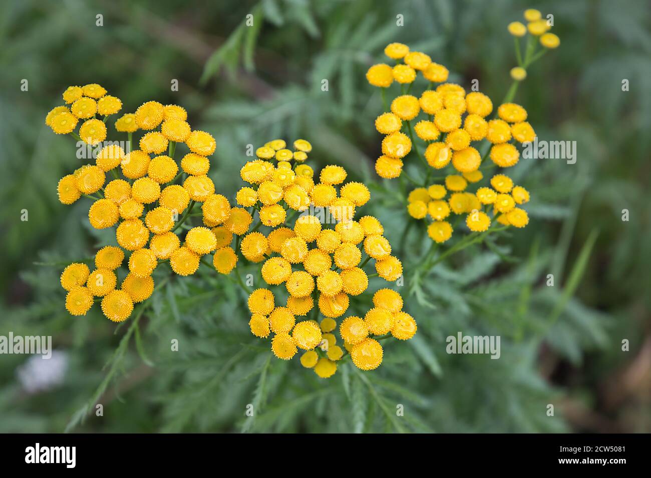 Yellow flowers of common tansy. Collection of wild-growing medicinal ...