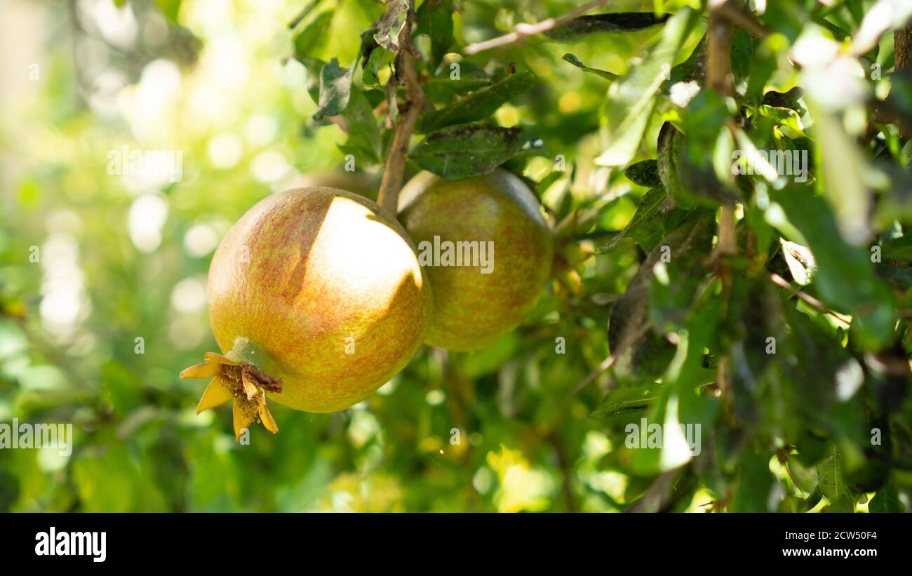 Beautiful garnet on the tree branch in soft sun light behind. Unripe ...