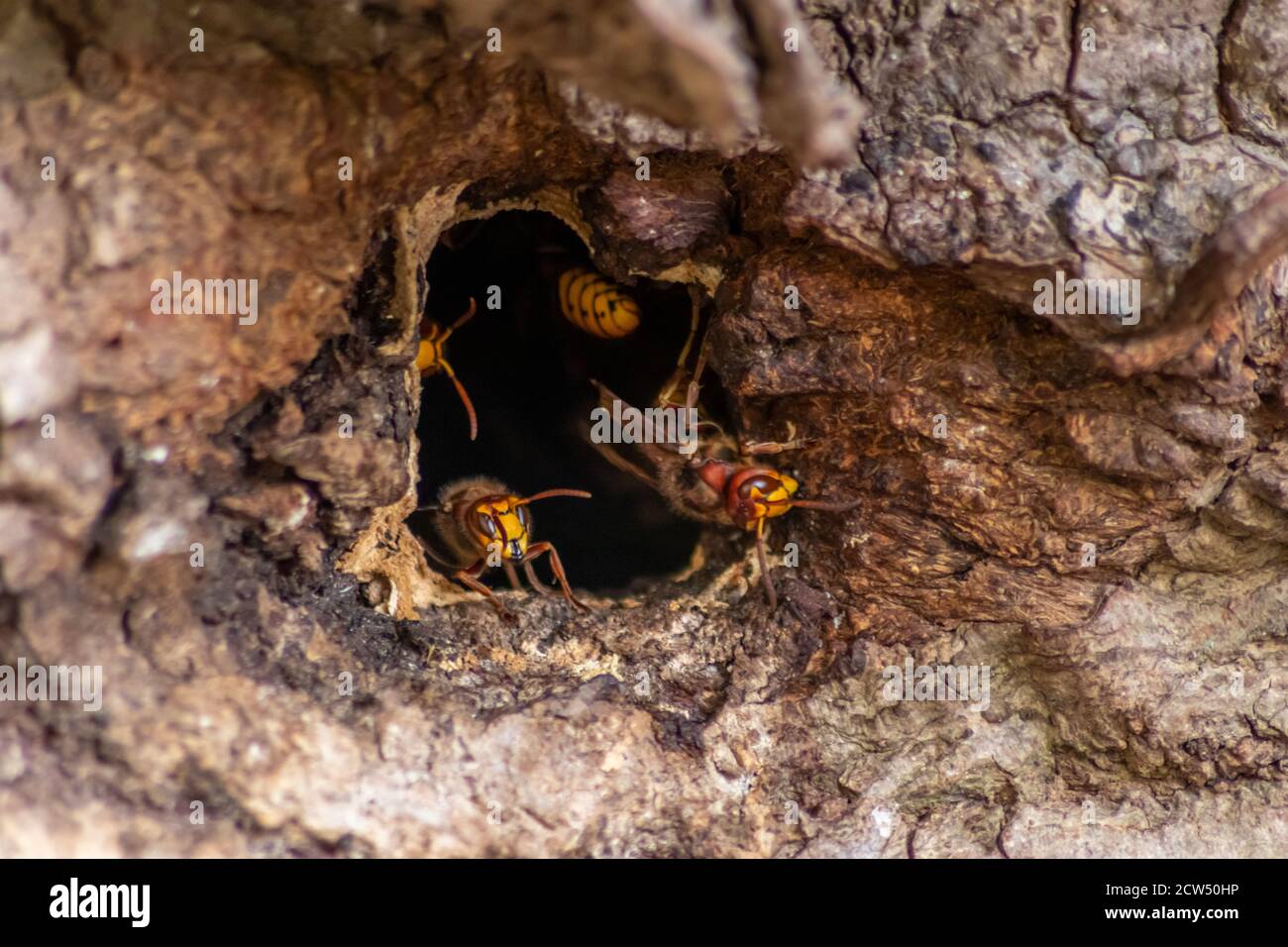 Hornet Guard High Resolution Stock Photography and Images - Alamy