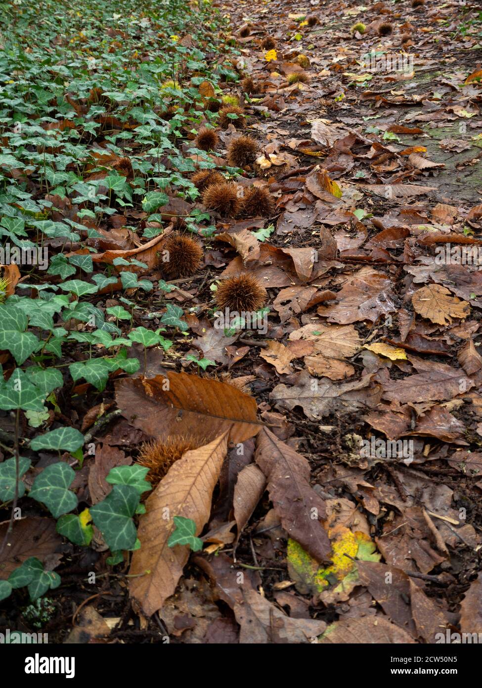 chestnuts on the forest floor Stock Photo - Alamy