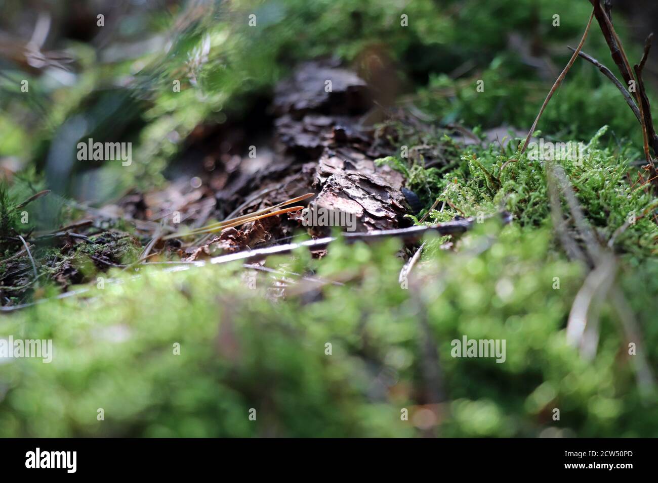 Moss on a dead tree trunk in the forest Stock Photo - Alamy