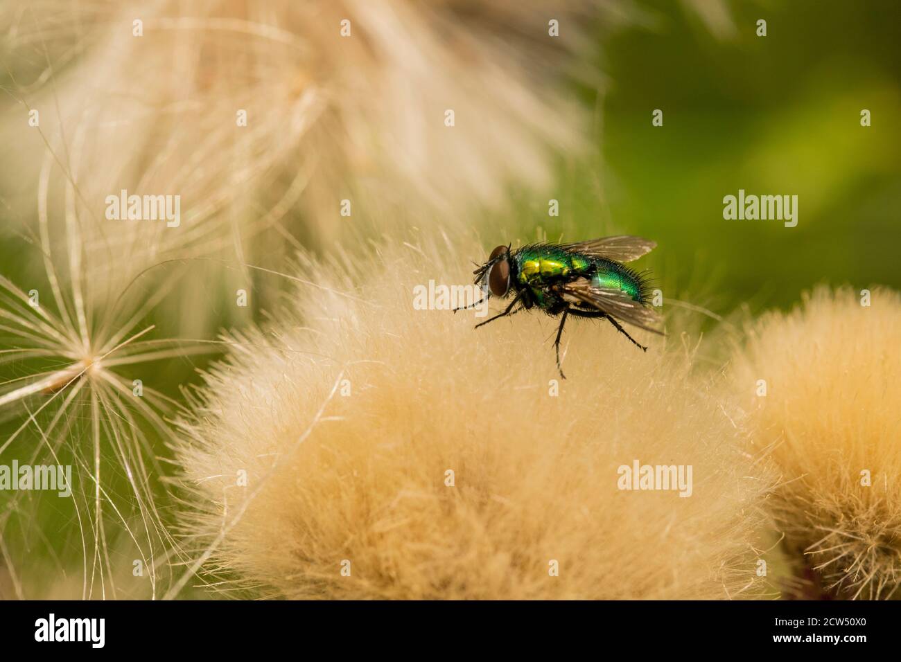 Green or blue green abdomen hi-res stock photography and images - Alamy