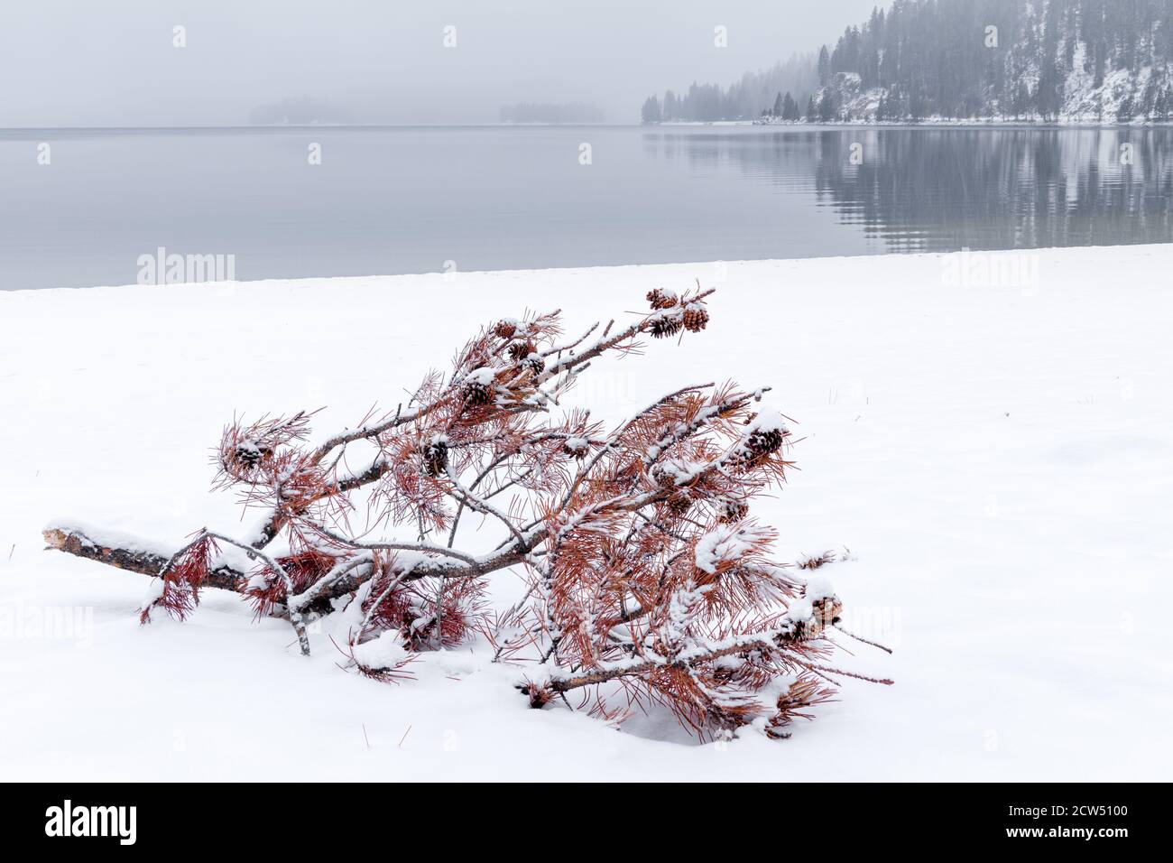 Partially dead tree hi-res stock photography and images - Alamy