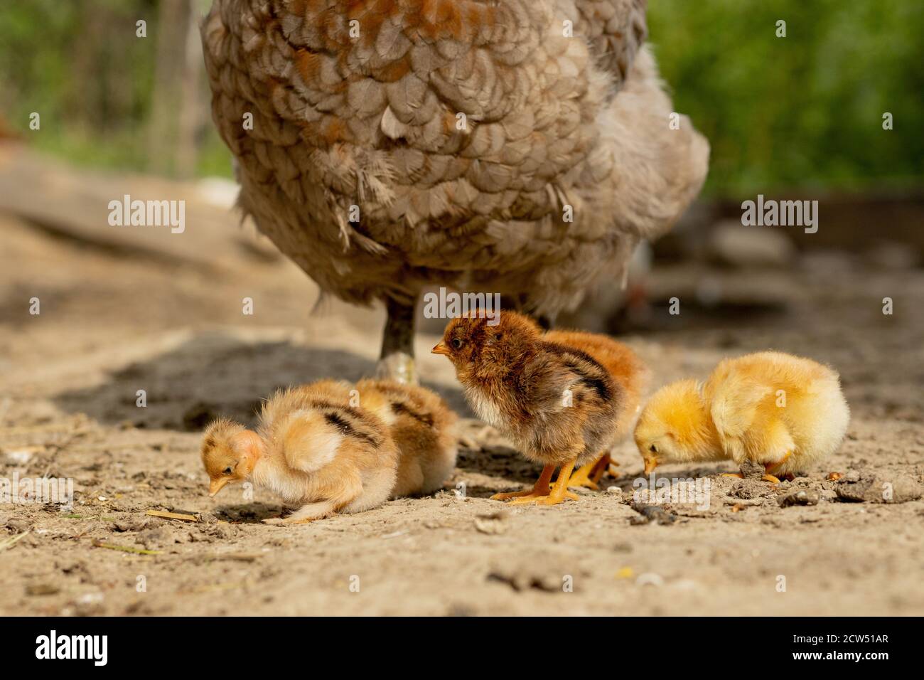 Closeup of a mother chicken with its baby chicks on the farm. Hen with ...