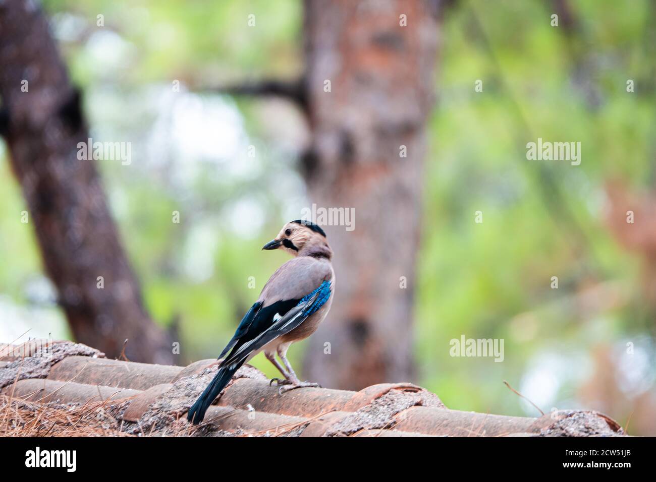 Jaybird hi-res stock photography and images - Alamy