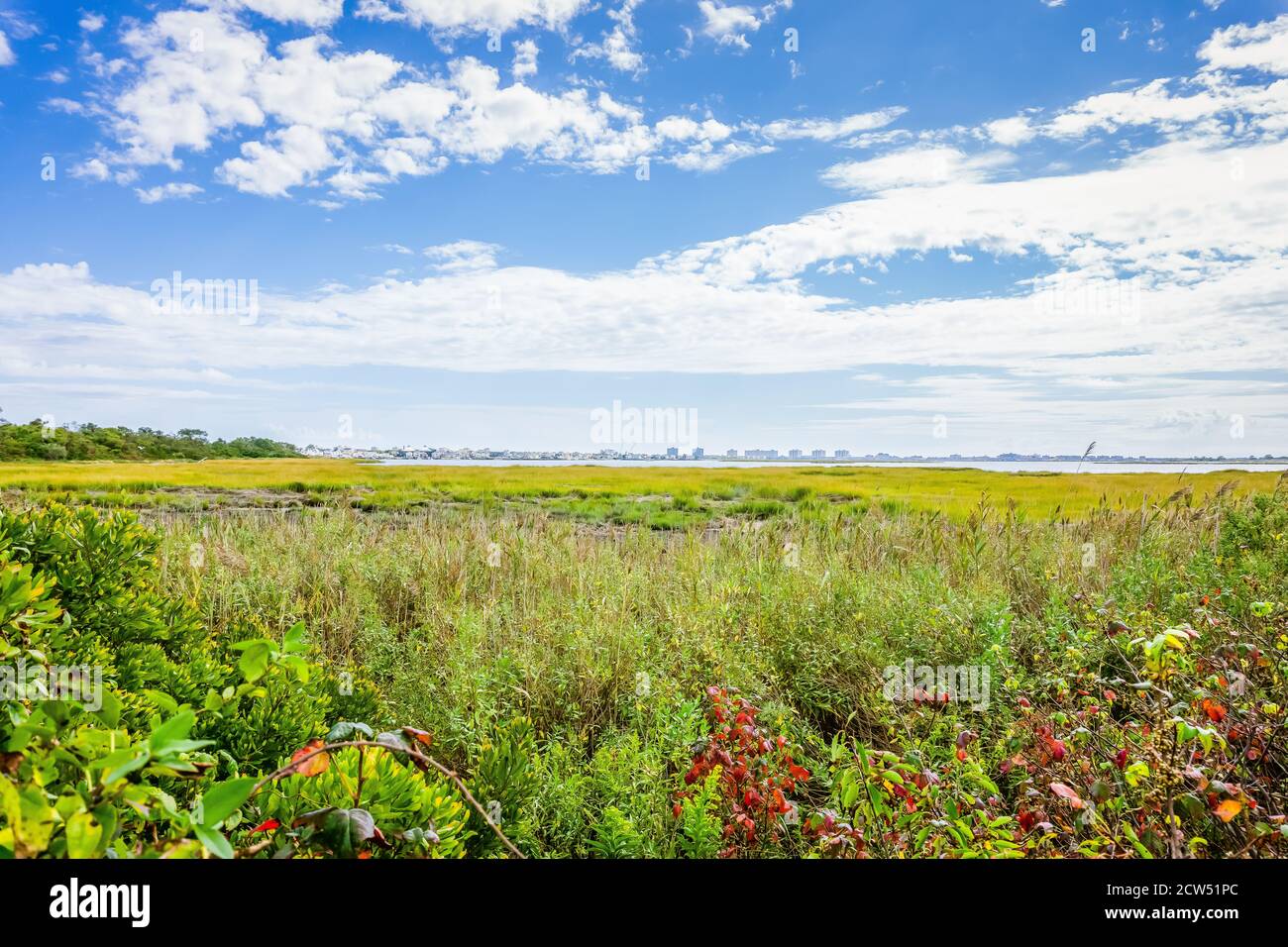 Grass field with swamp and moss around and buildings in the background ...