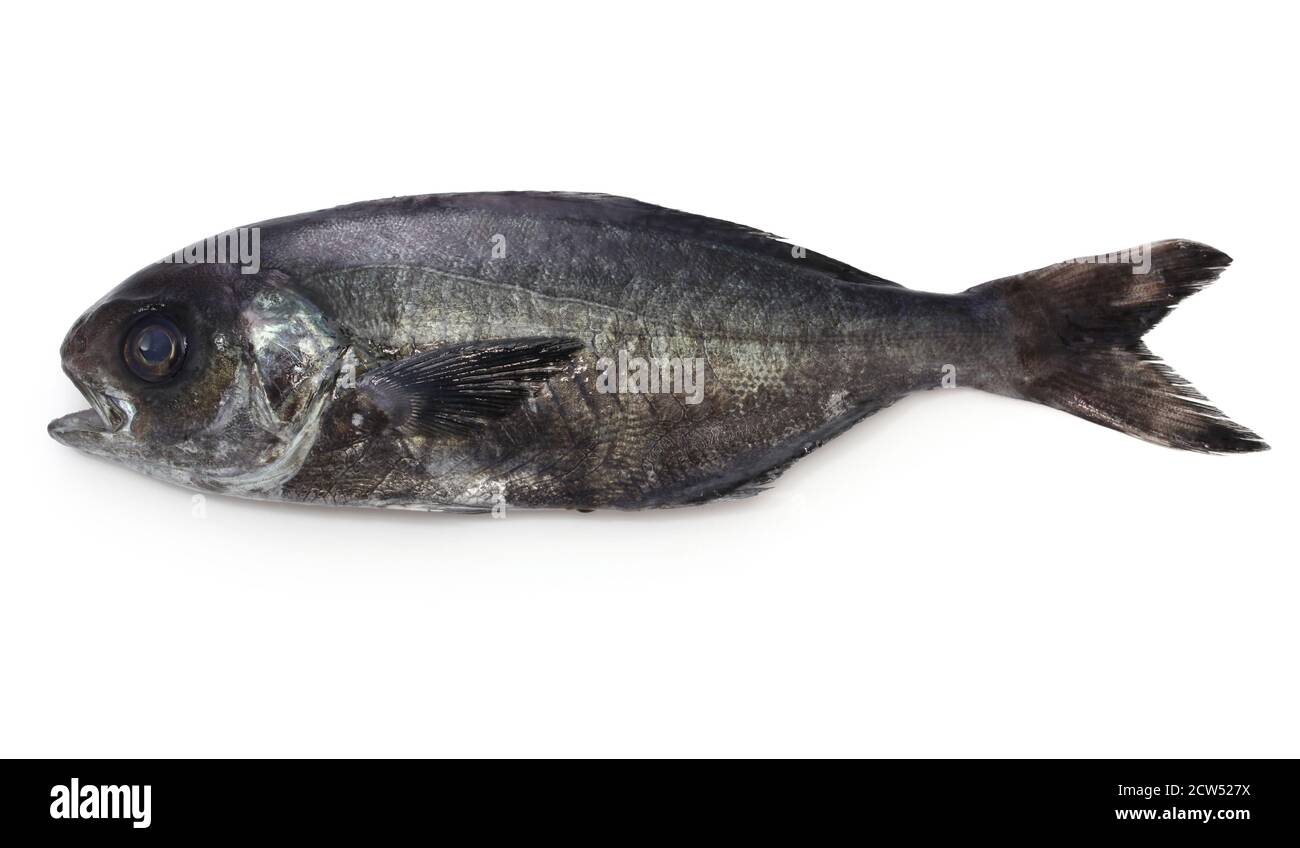 pacific barrelfish, japanese name is Medai Stock Photo - Alamy