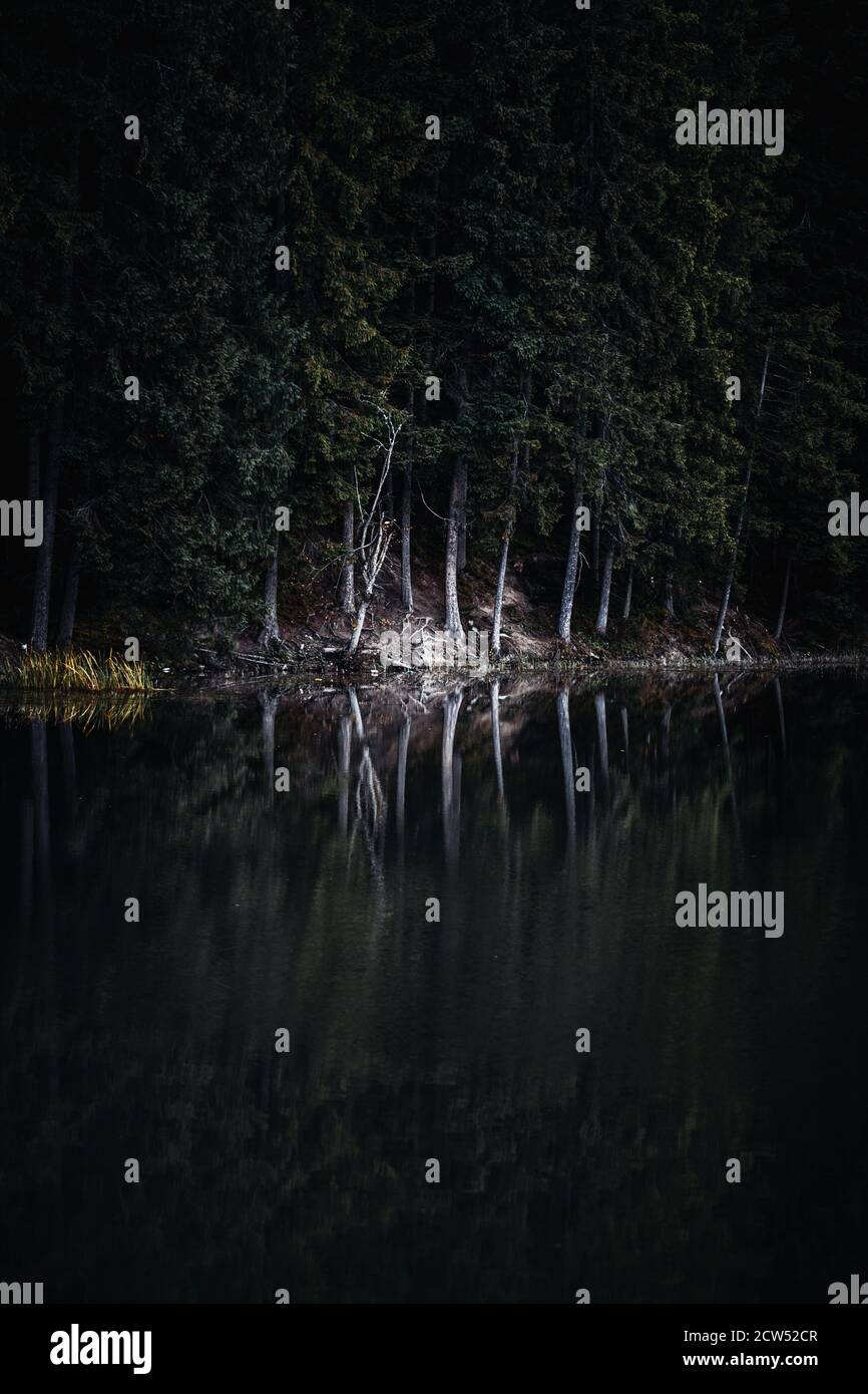 Black and white beech tree pattern hi-res stock photography and images ...