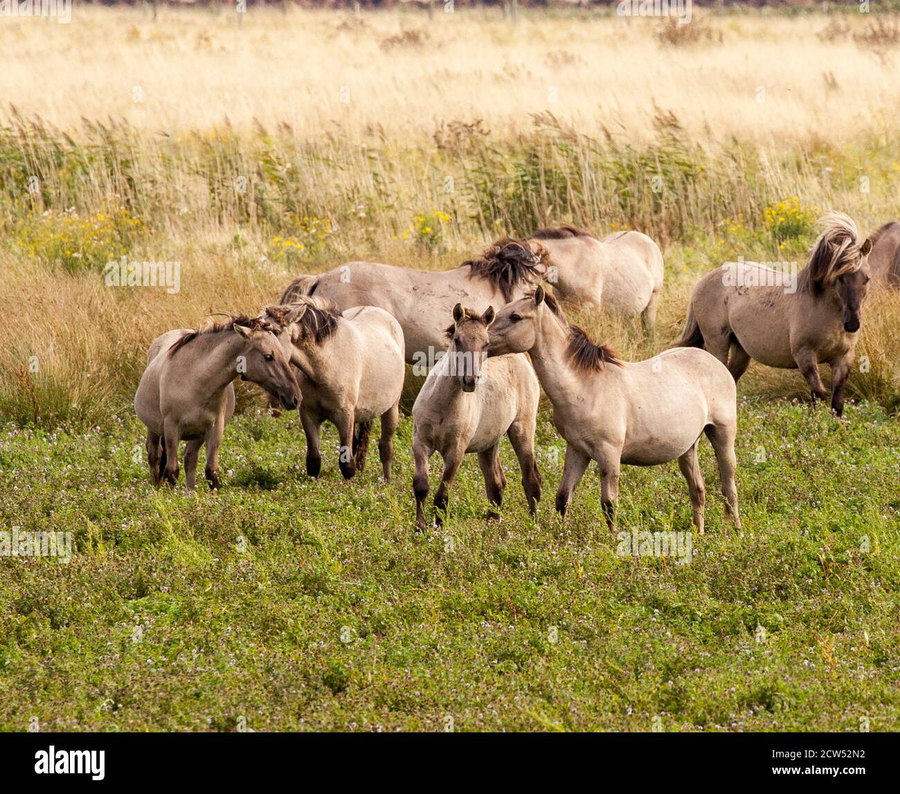 The Konik or Polish primitive horse a small, semi-feral wild horse ...