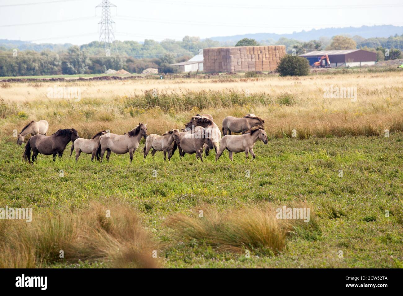 The Konik or Polish primitive horse a small, semi-feral wild horse ...