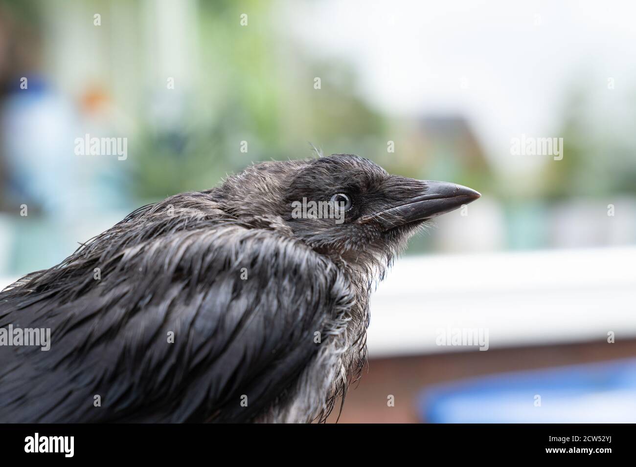 A Closeup of the head of A juvenile Western Jackdaw (Coloeus monedula ...