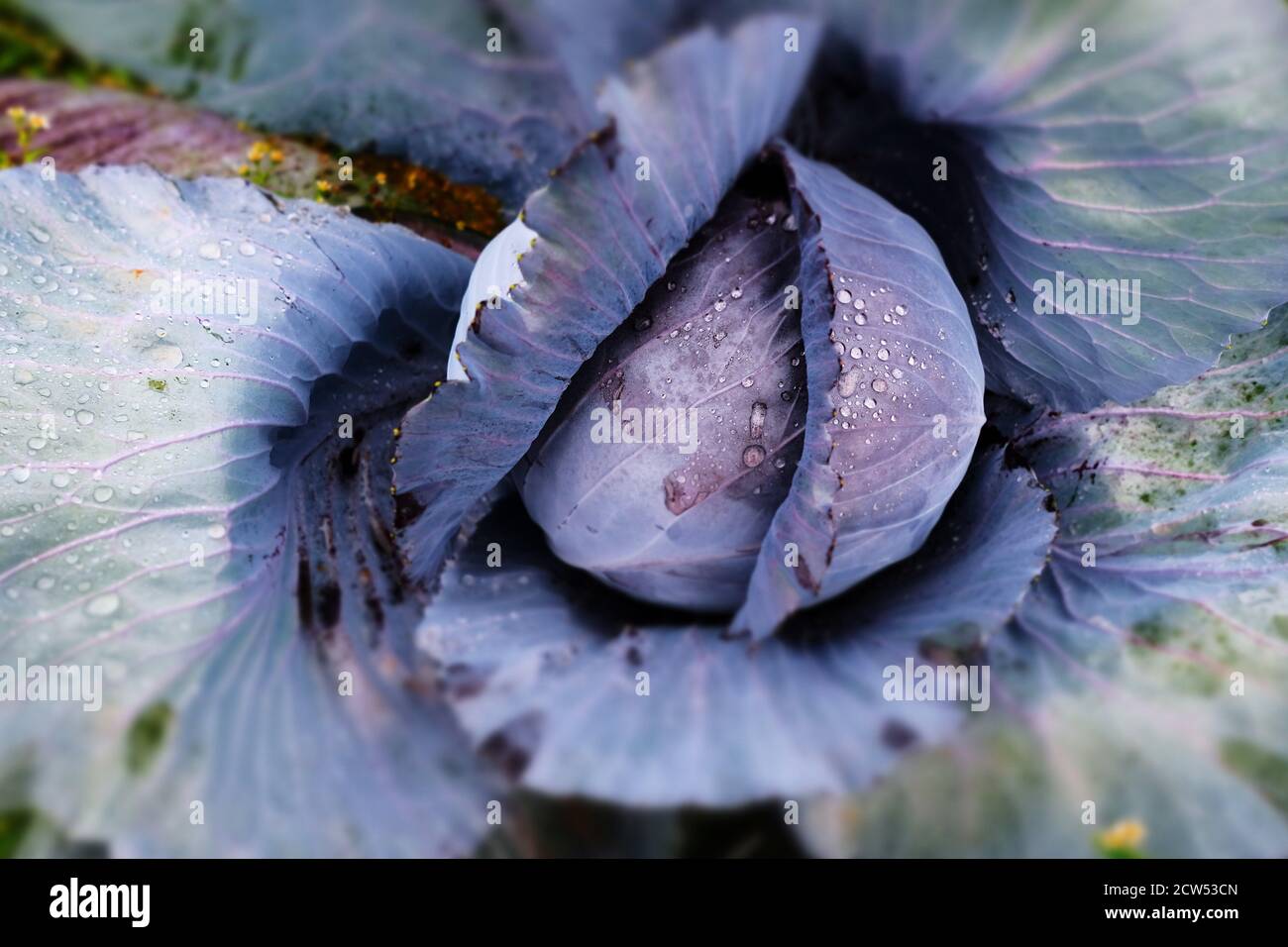 red cabbage growing in the field; closeup with raindrops Stock Photo ...