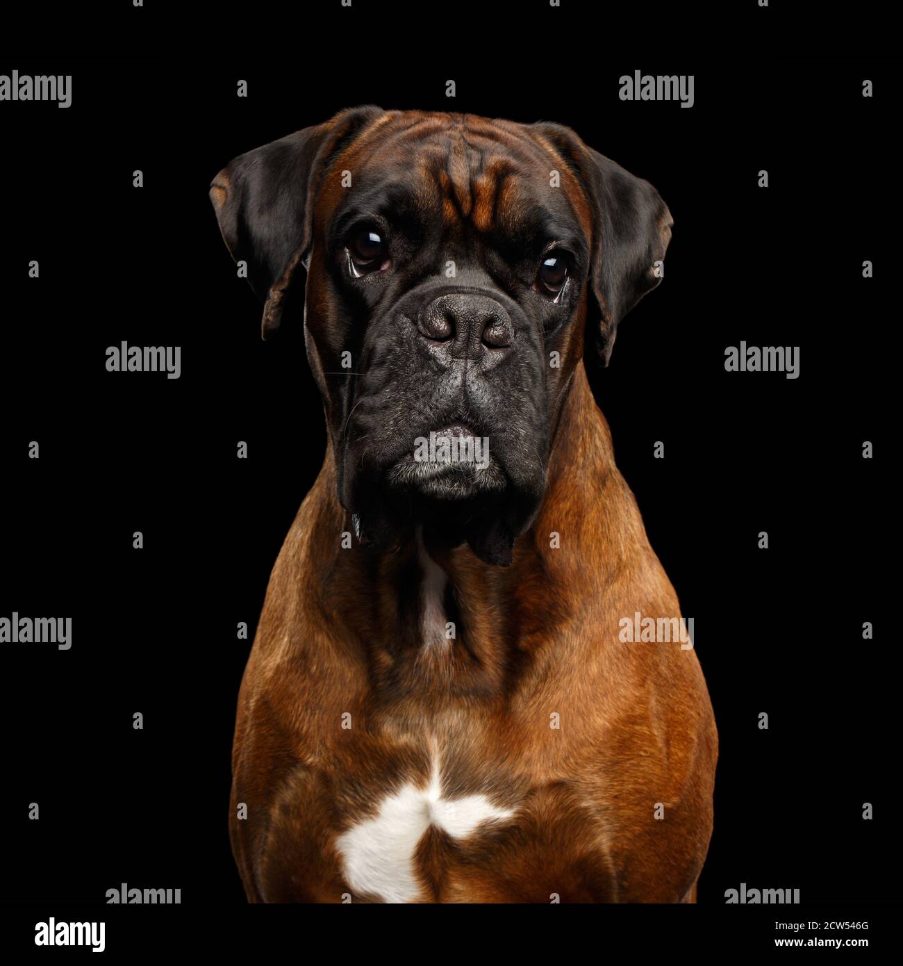 Are There Purebred Black Boxers