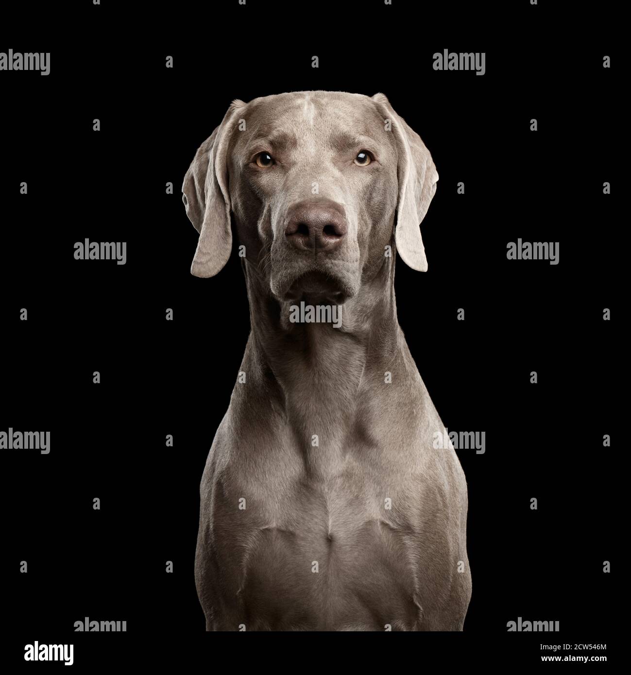 Close-up Portrait of Weimaraner dog Looking in Camera on Isolated Black ...