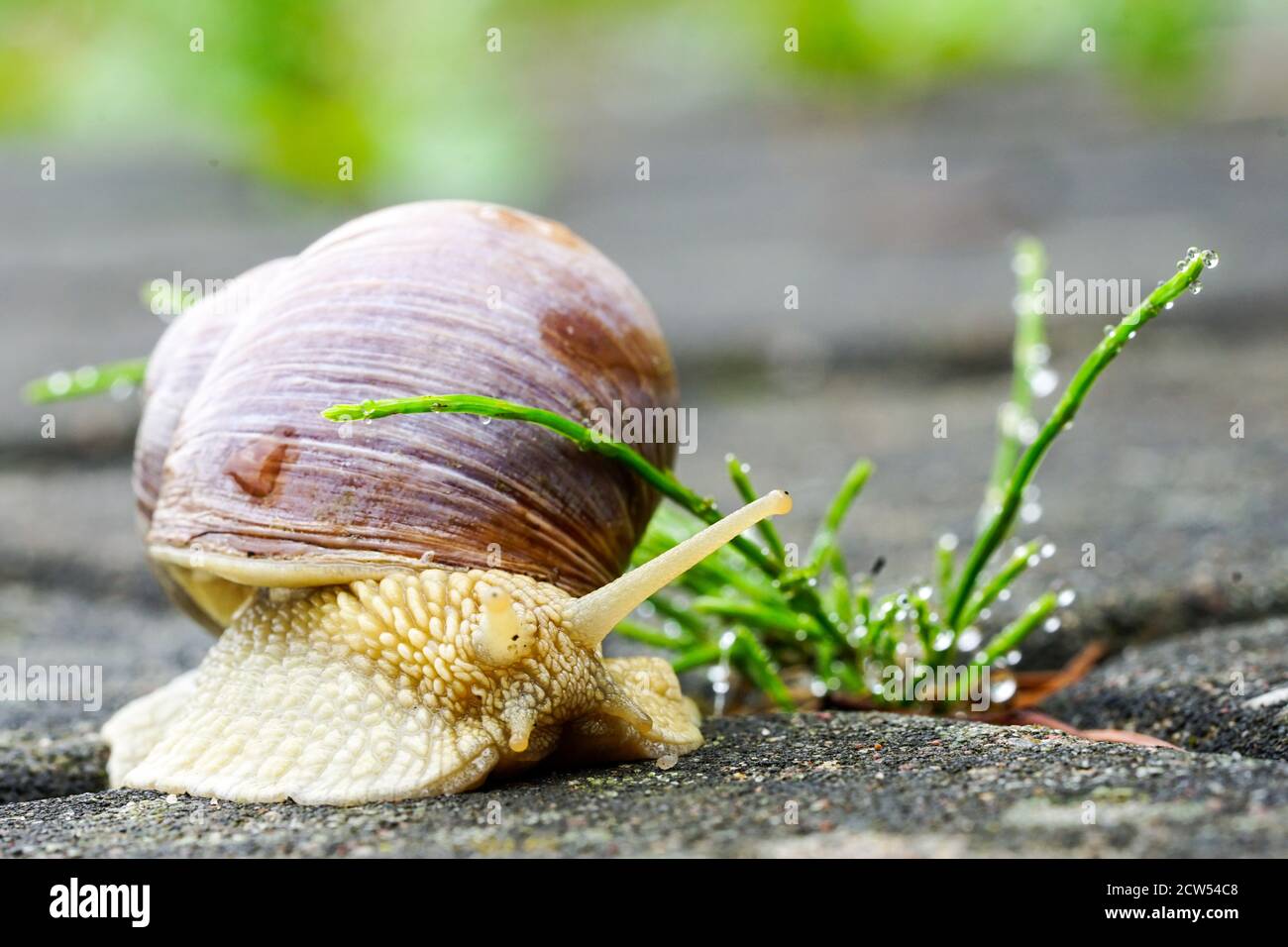 Big snail, Helix pomatia also Roman snail, Burgundy snail, edible snail ...