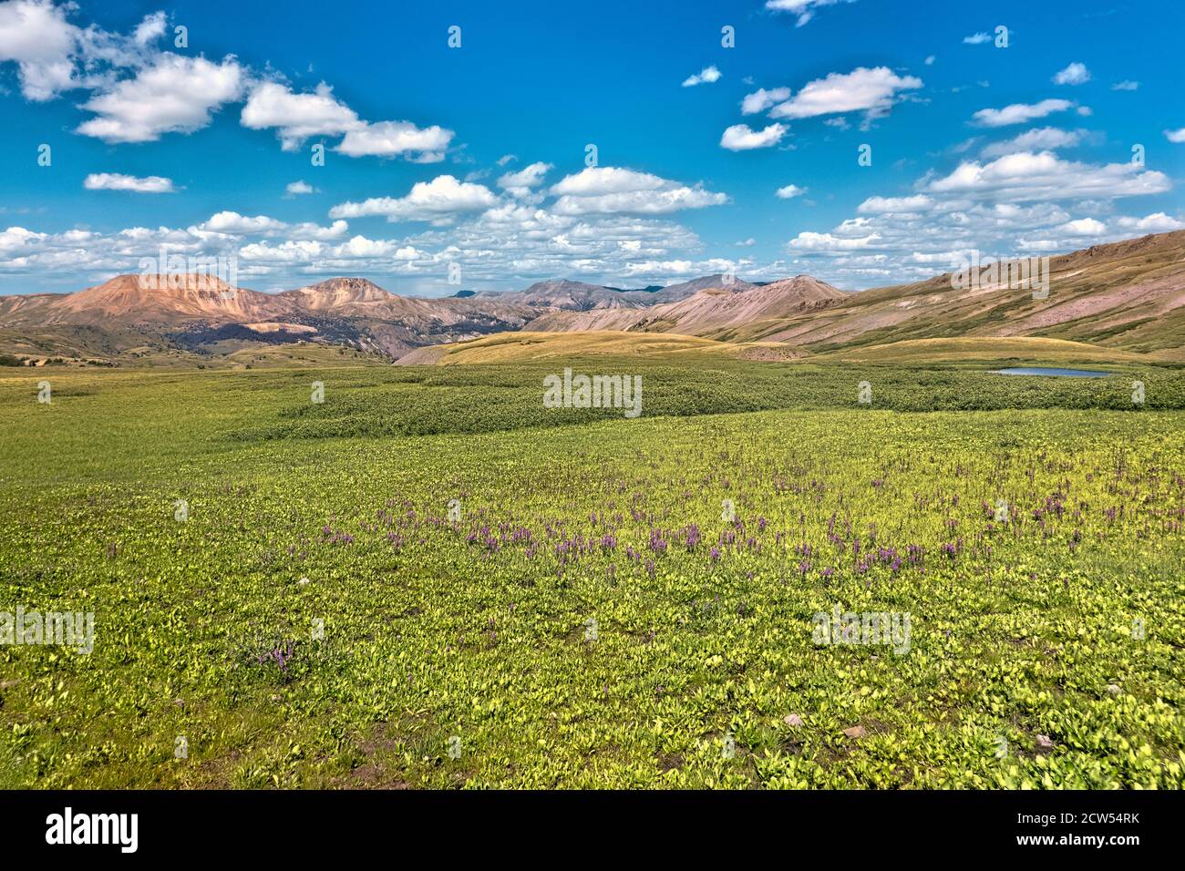 Fields of Larkspur, Colorado Trail, Colorado Stock Photo - Alamy