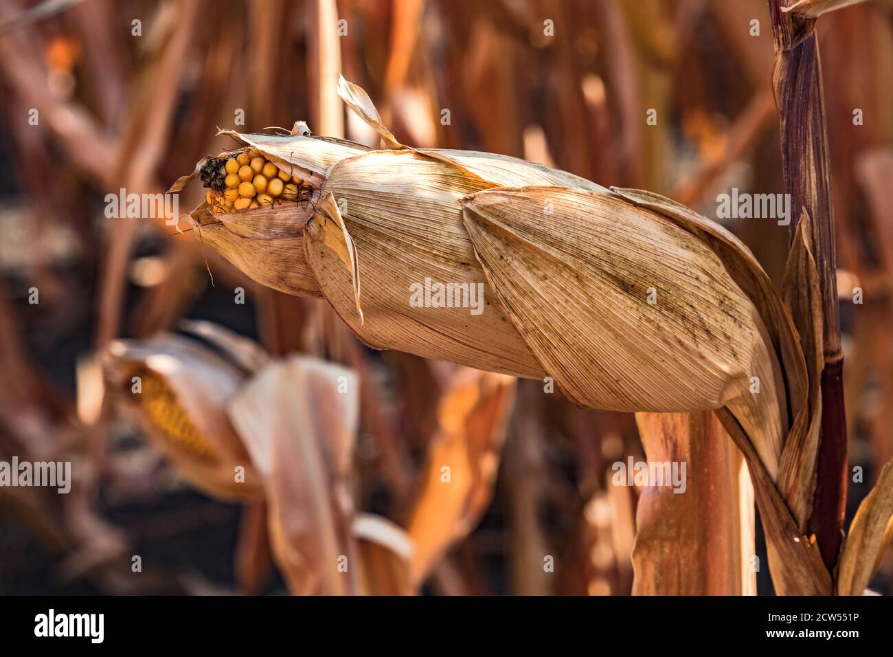 Corn stalk hi-res stock photography and images - Alamy