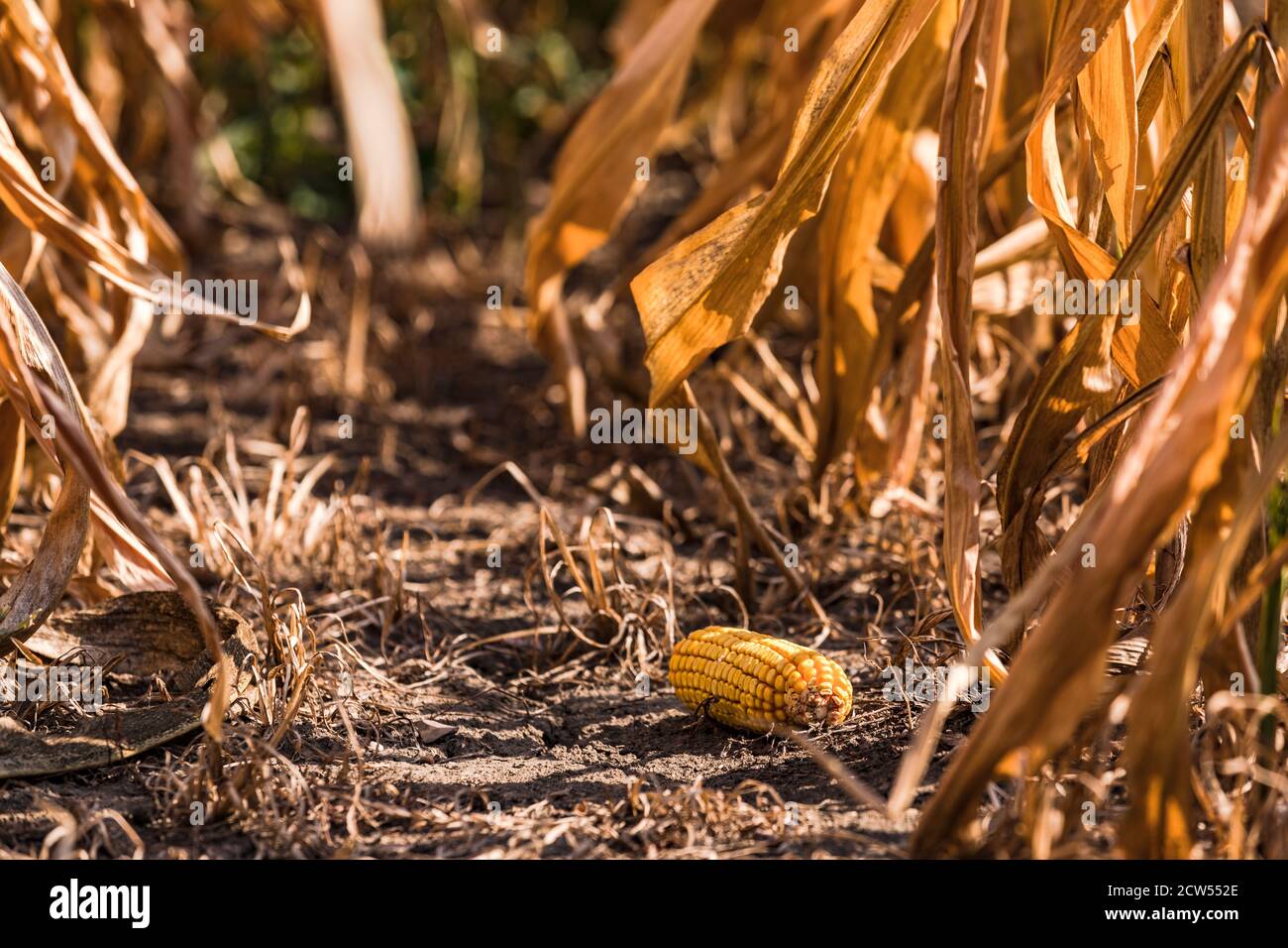 In Germany, the maize harvest is difficult after the hot summer and the ...