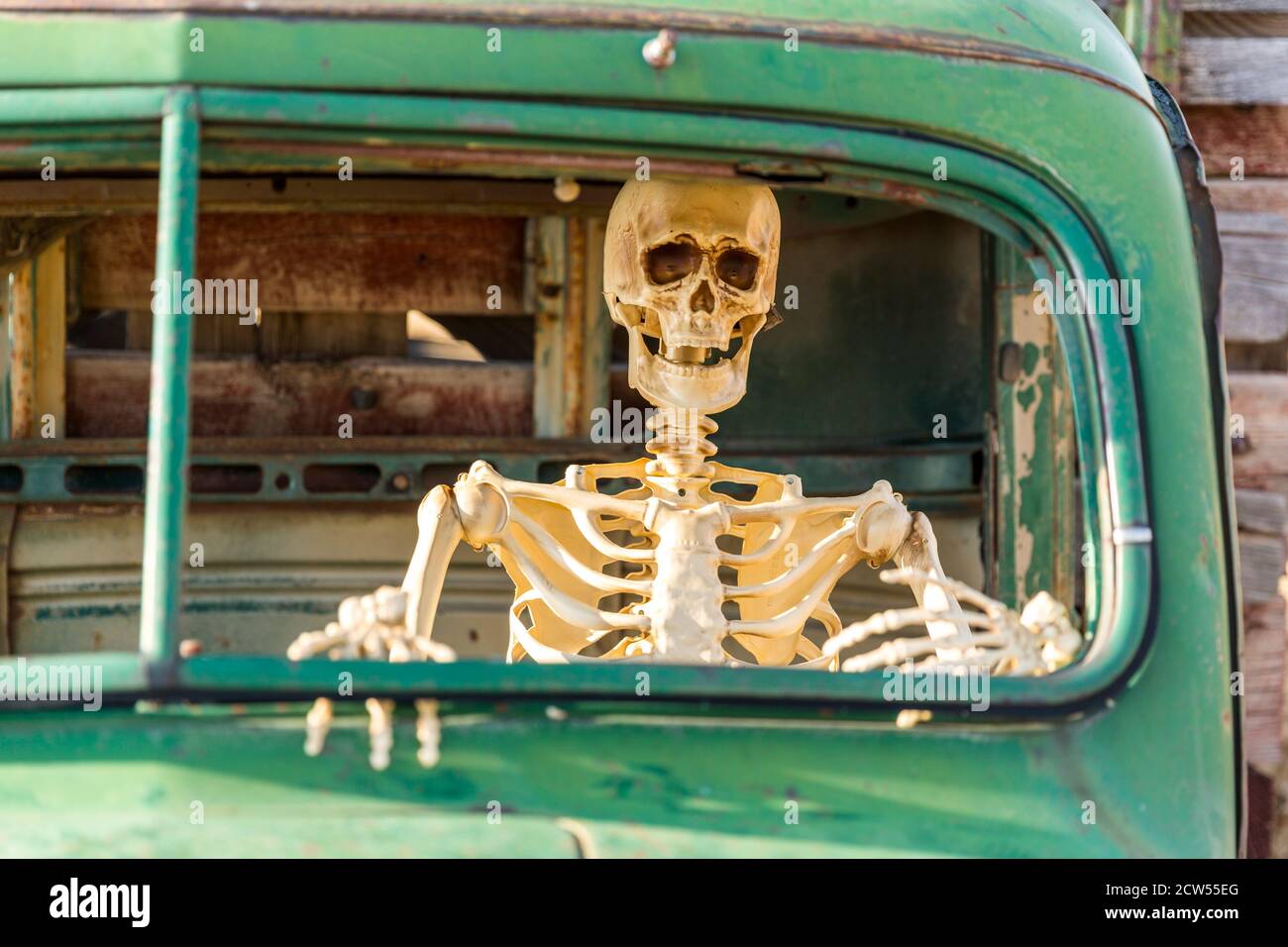 Skeleton sitting inside an old green truck close up view Stock Photo ...