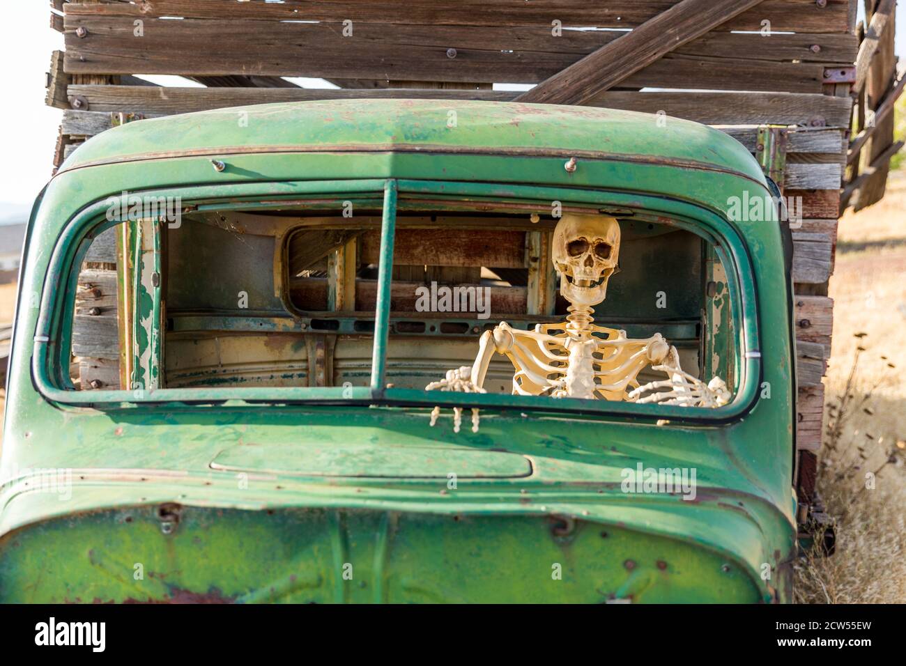 Human skeleton in car hi-res stock photography and images - Alamy