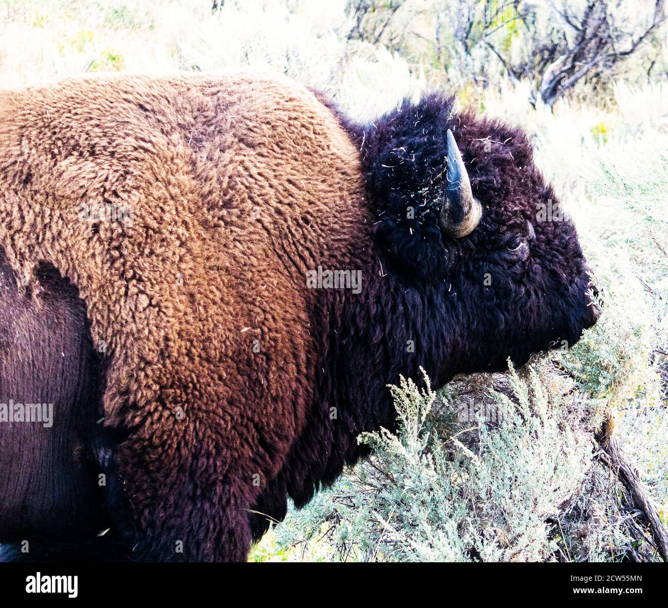 Closeup shot buffalo horn hi-res stock photography and images - Alamy