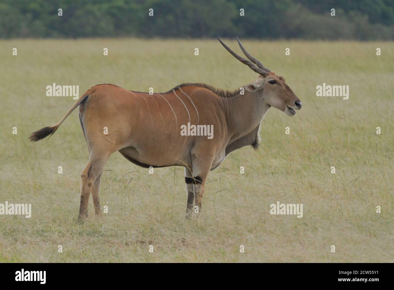 Safari in East Africa plains Stock Photo - Alamy